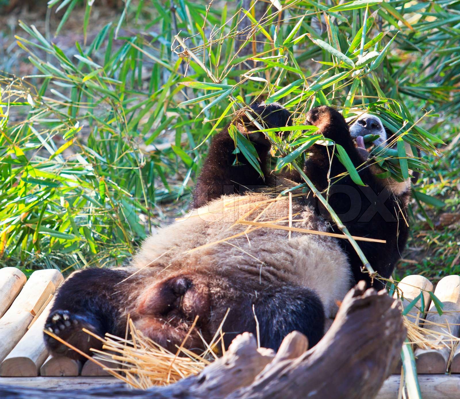 panda | Stock image | Colourbox