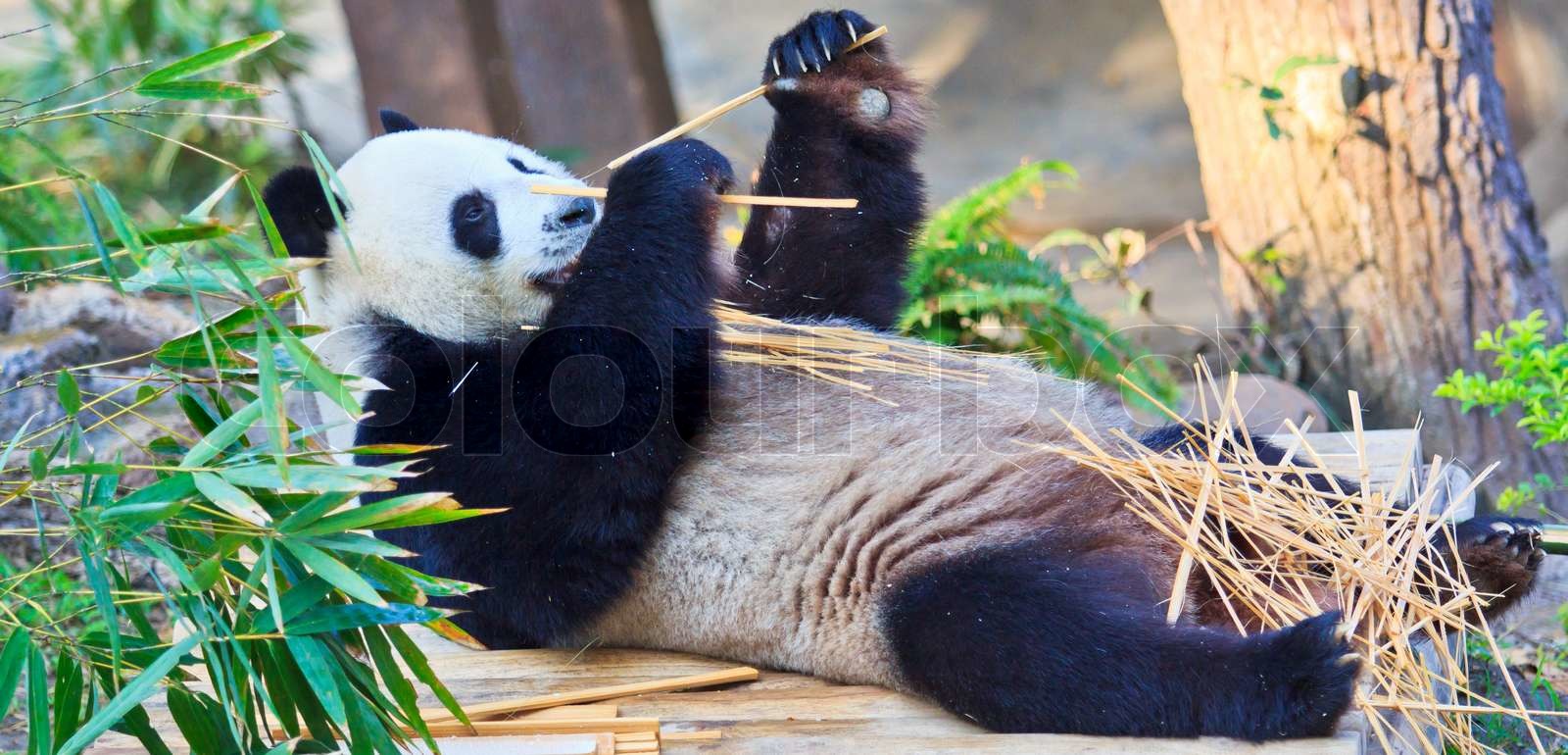 panda | Stock image | Colourbox