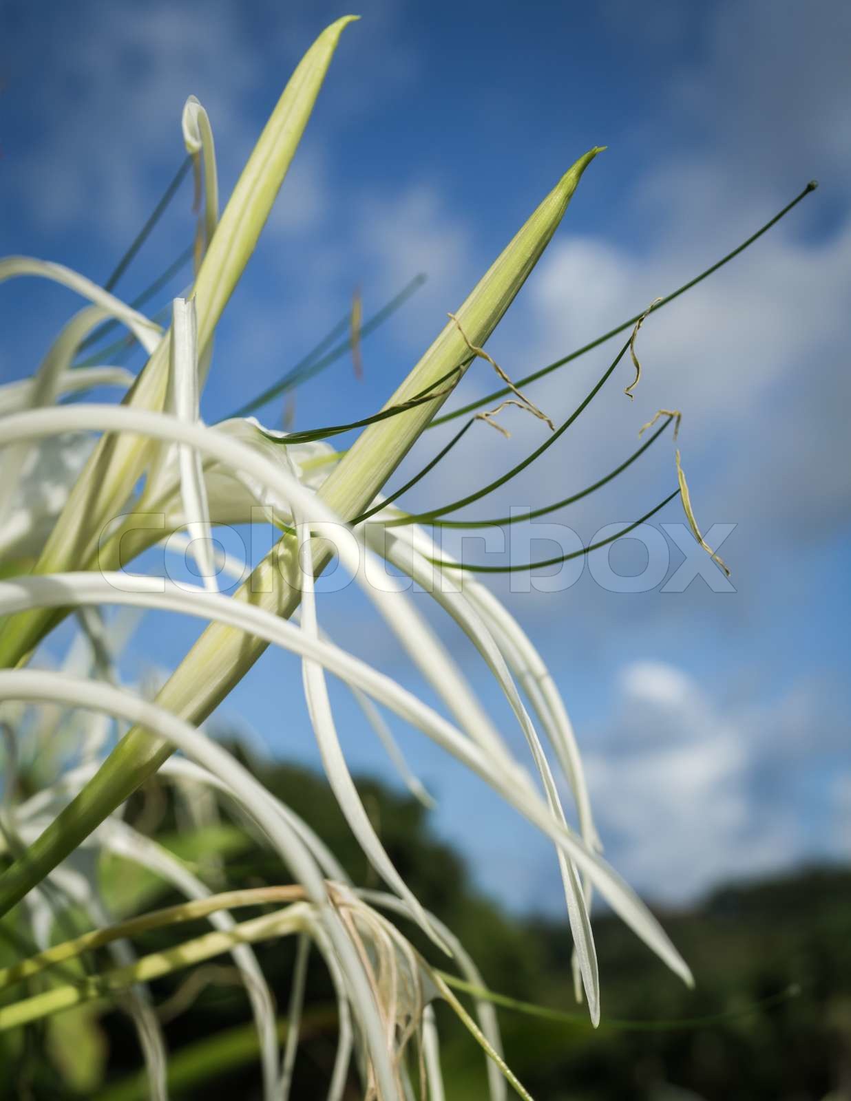 Crinum Asiaticum or Crinum Lily or Poison Bulb | Stock image | Colourbox