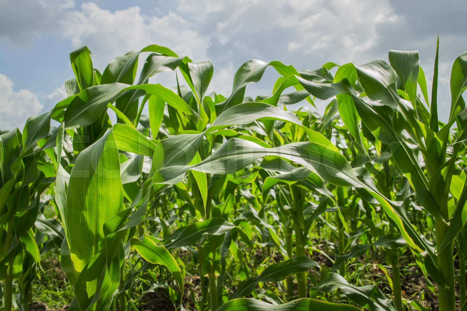 Maisfeld | Stock Bild | Colourbox