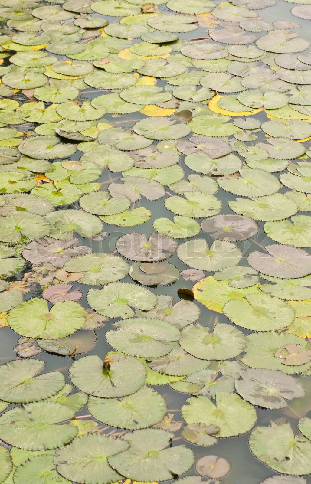 Lotus Leave | Stock image | Colourbox