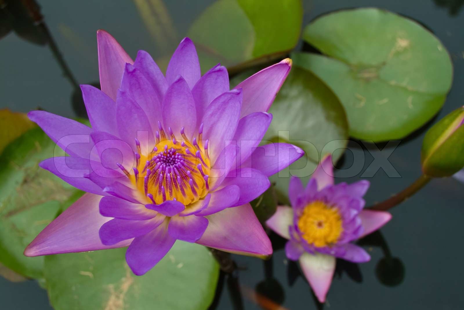 The violet lotus flowers | Stock image | Colourbox