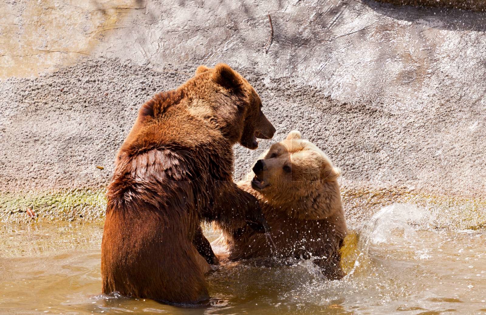 Wild Bears | Stock image | Colourbox