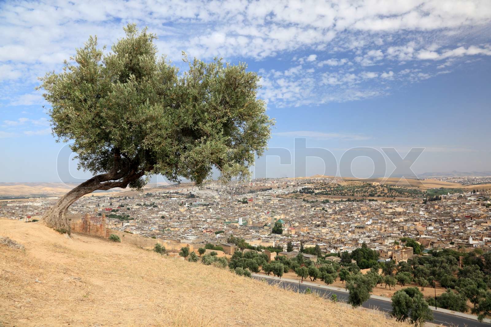 Baum über der alten Medina von Fes , Marokko , Nordafrika | Stock Bild ...