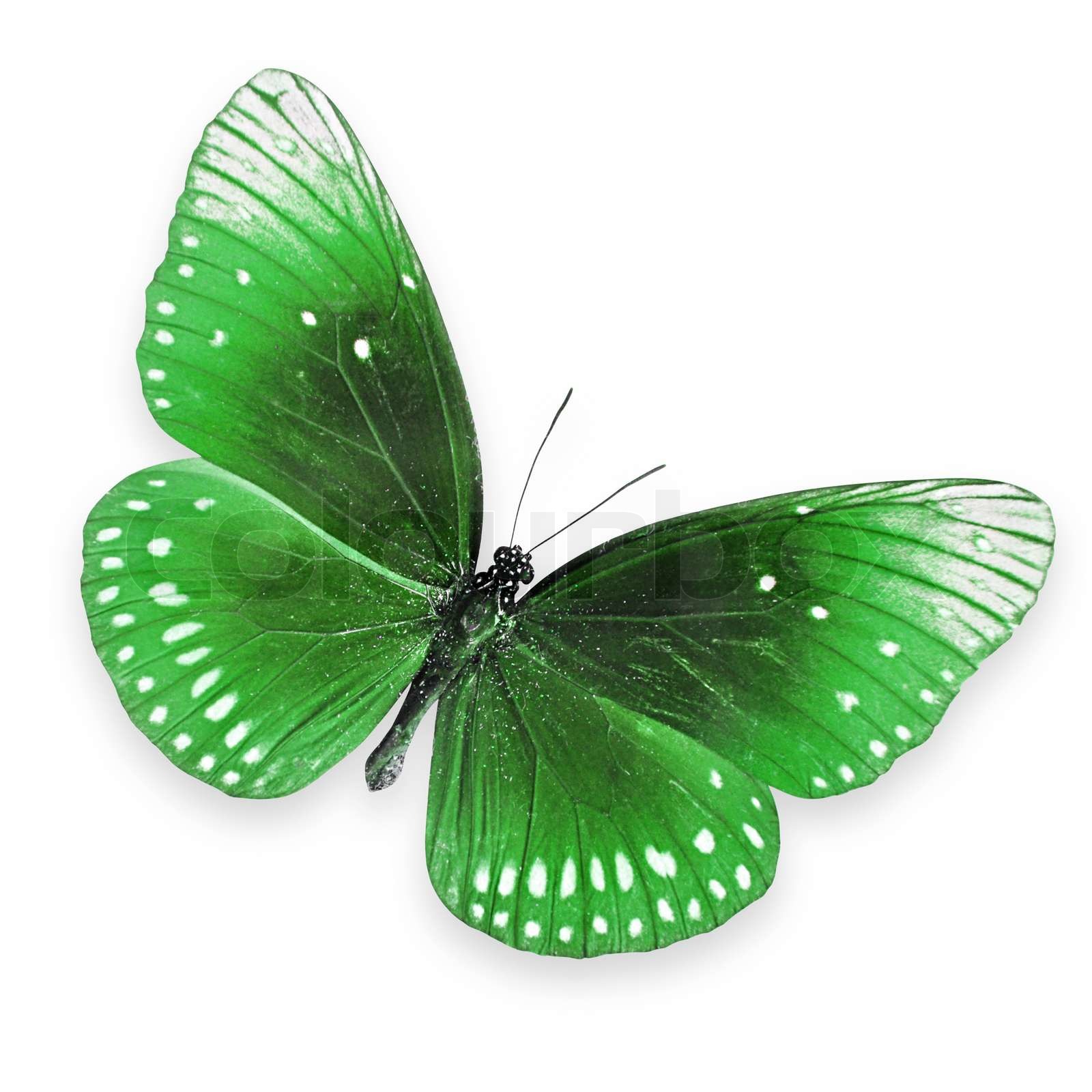 Green butterfly flying | Stock image | Colourbox