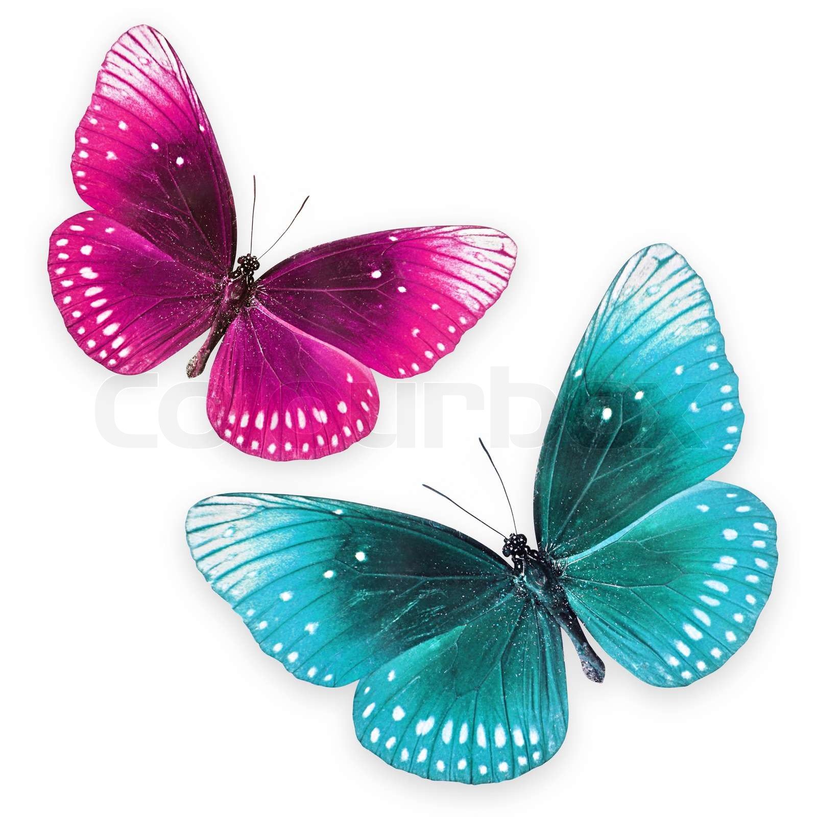 Zwei colurful Schmetterling fliegen | Stock Bild | Colourbox
