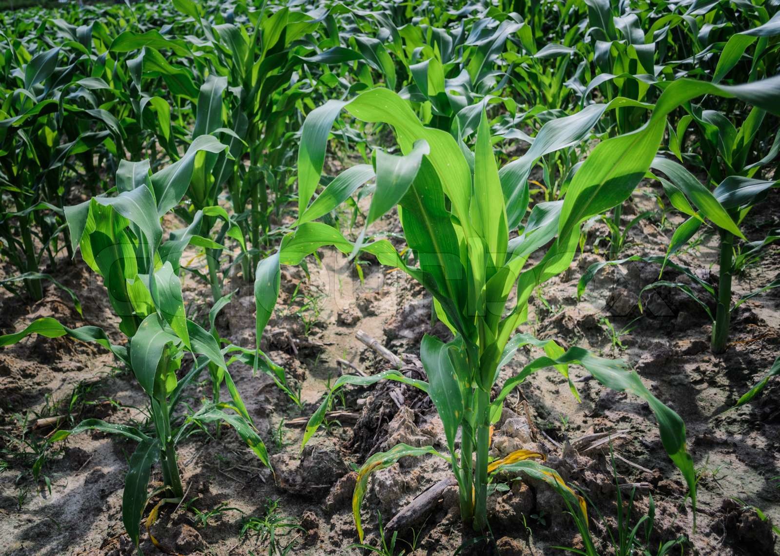 Young corn trees | Stock image | Colourbox
