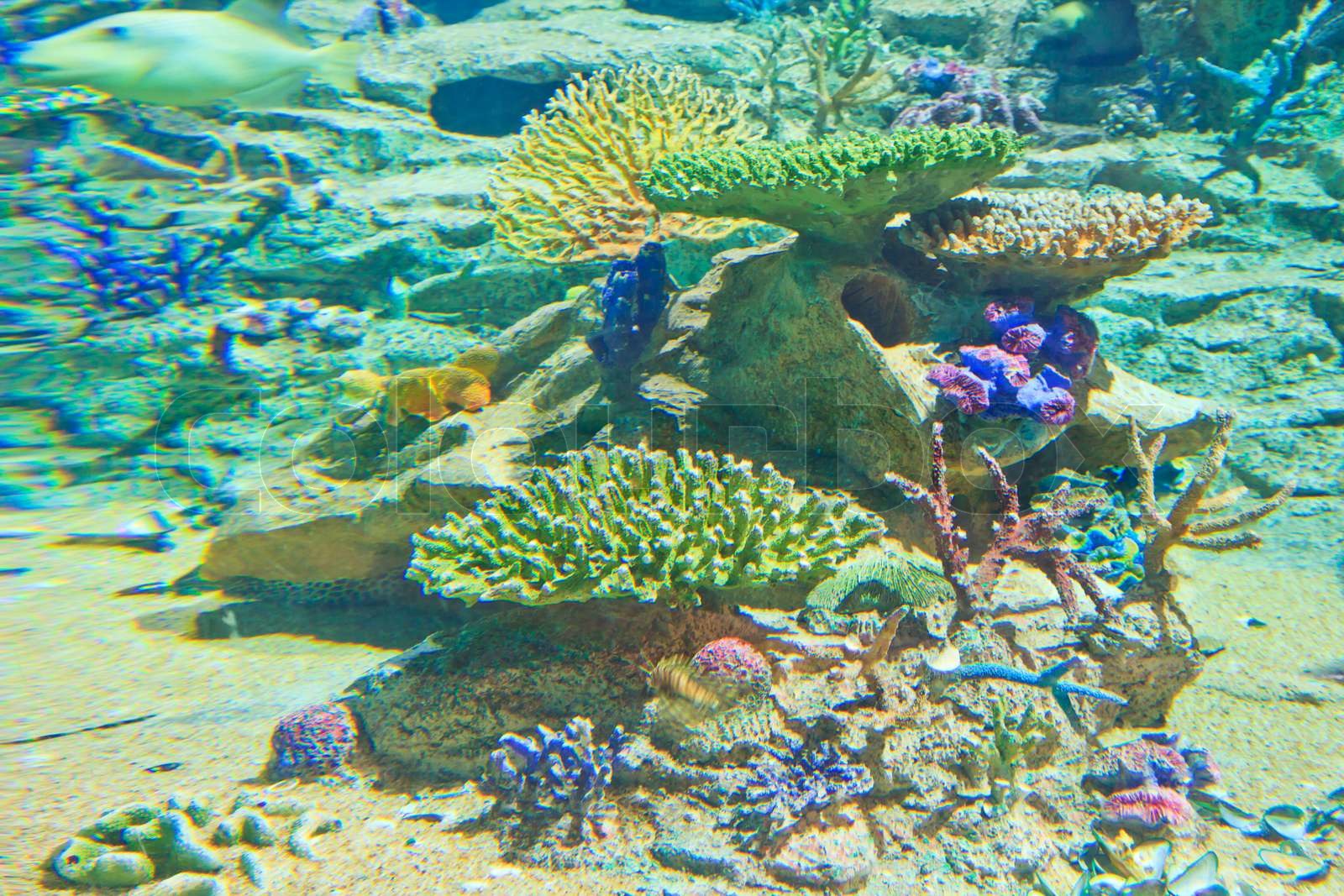 coral | Stock image | Colourbox