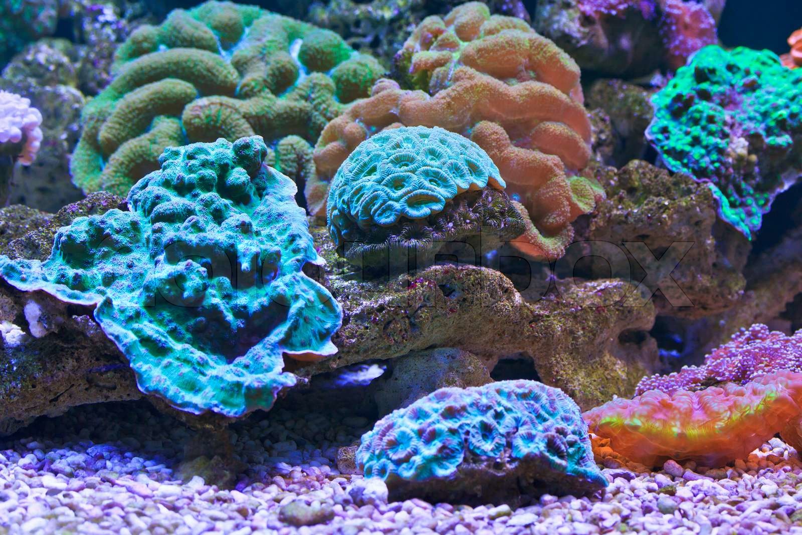 koral | Stock foto | Colourbox