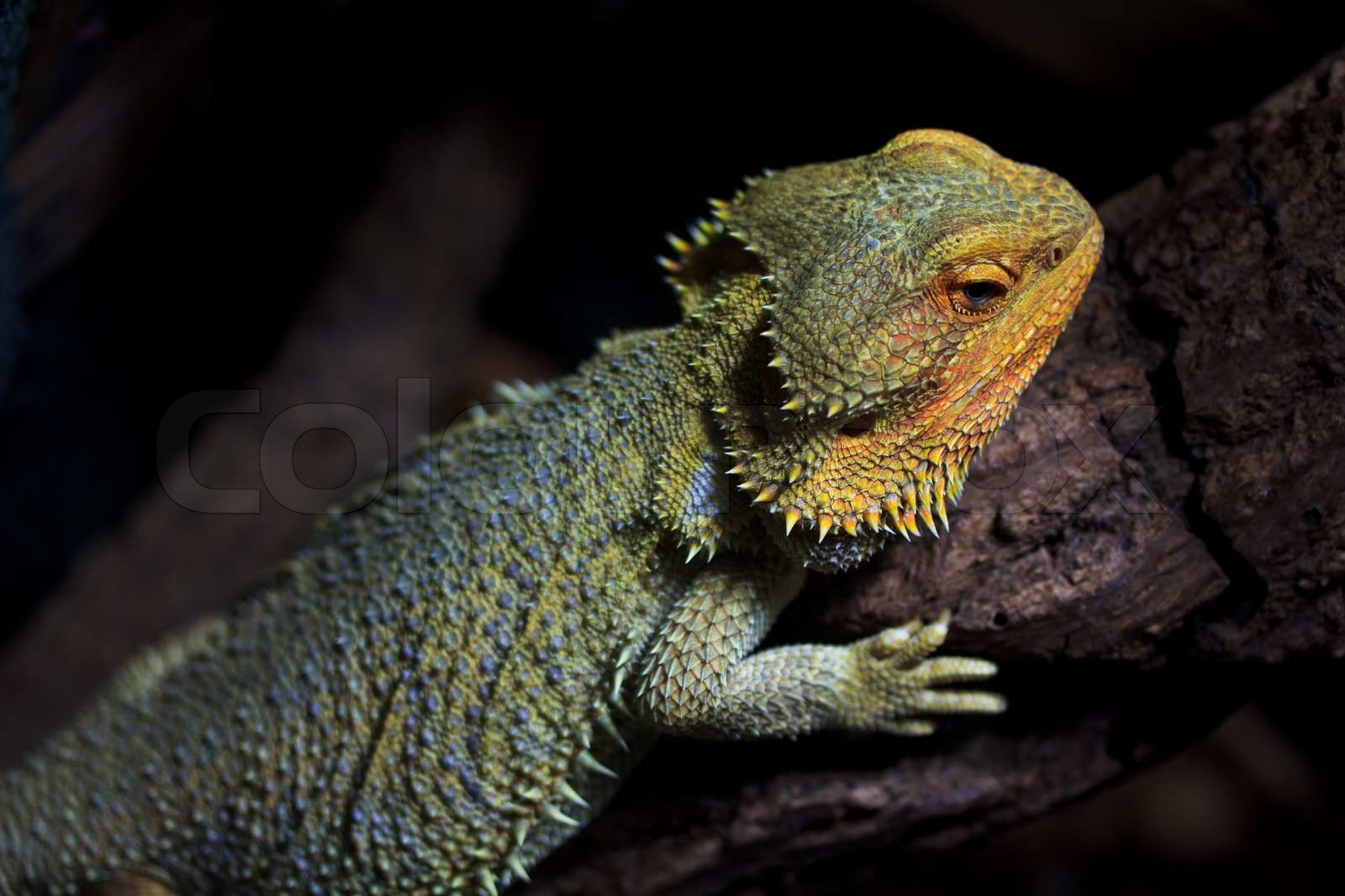 Bartagame | Stock Bild | Colourbox