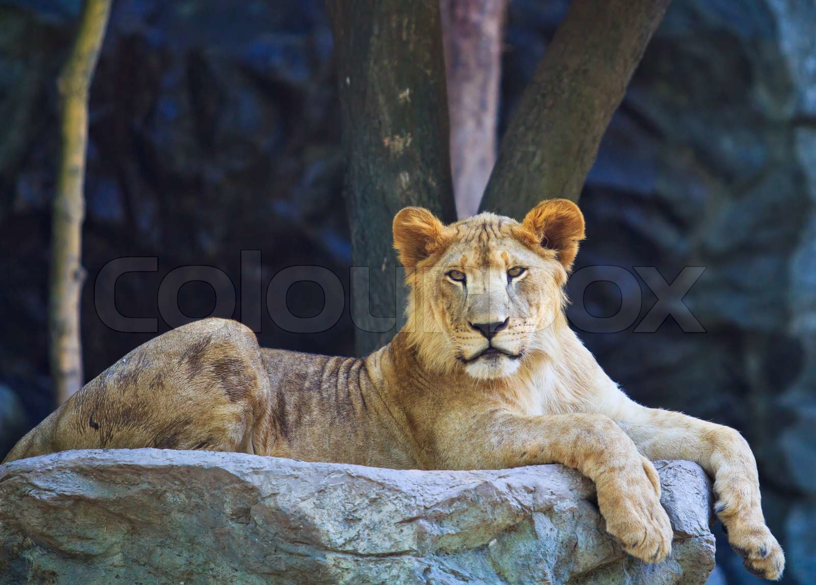 Lion | Stock Bild | Colourbox