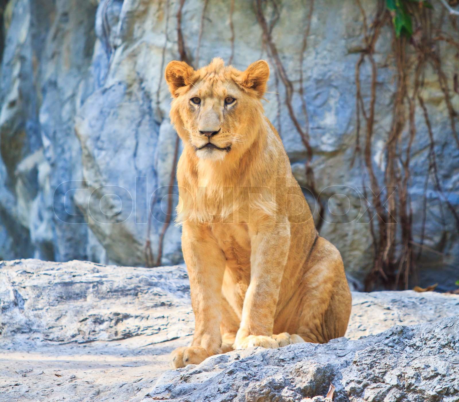 Lion | Stock Bild | Colourbox