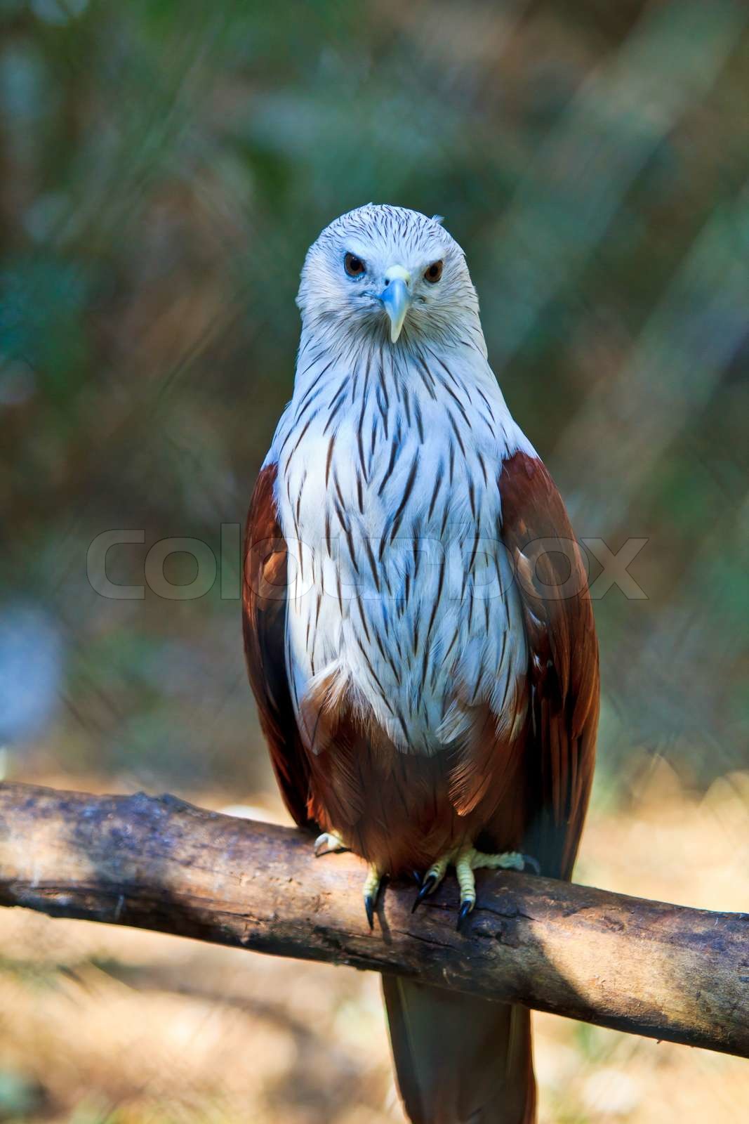 Red Hawk | Stock foto | Colourbox