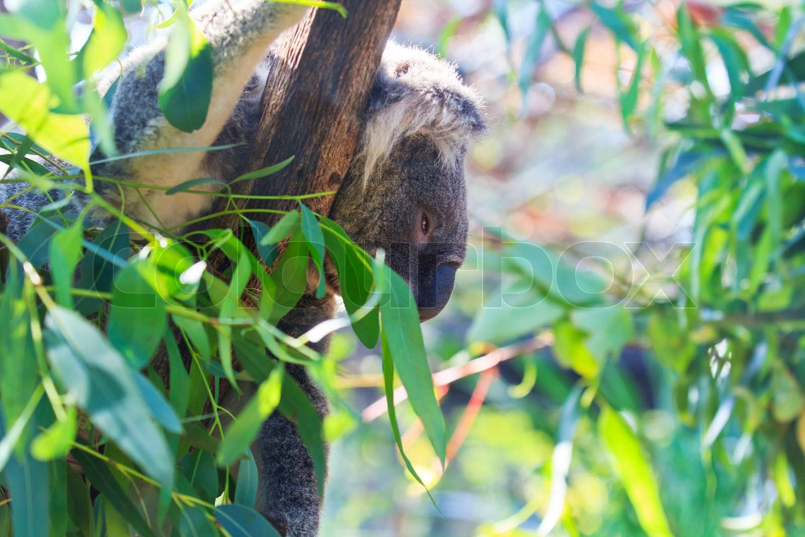 Koala Bear, Australia | Stock image | Colourbox