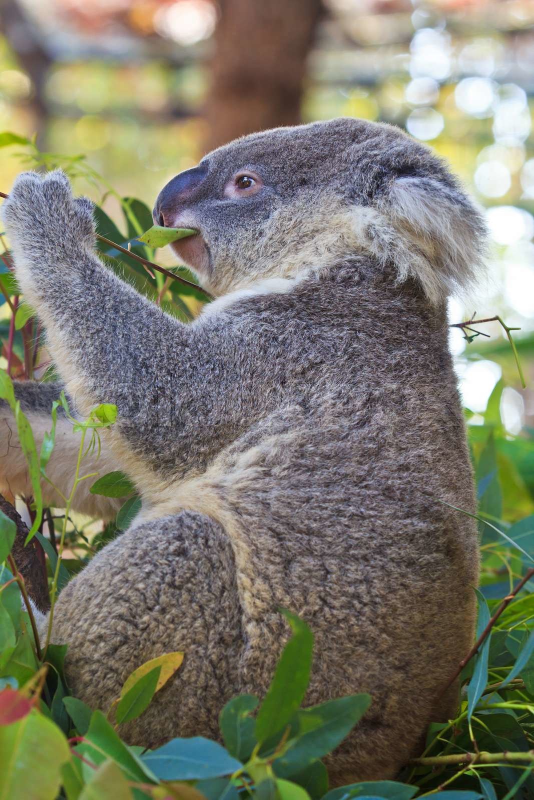 Koala Bear, Australia | Stock image | Colourbox
