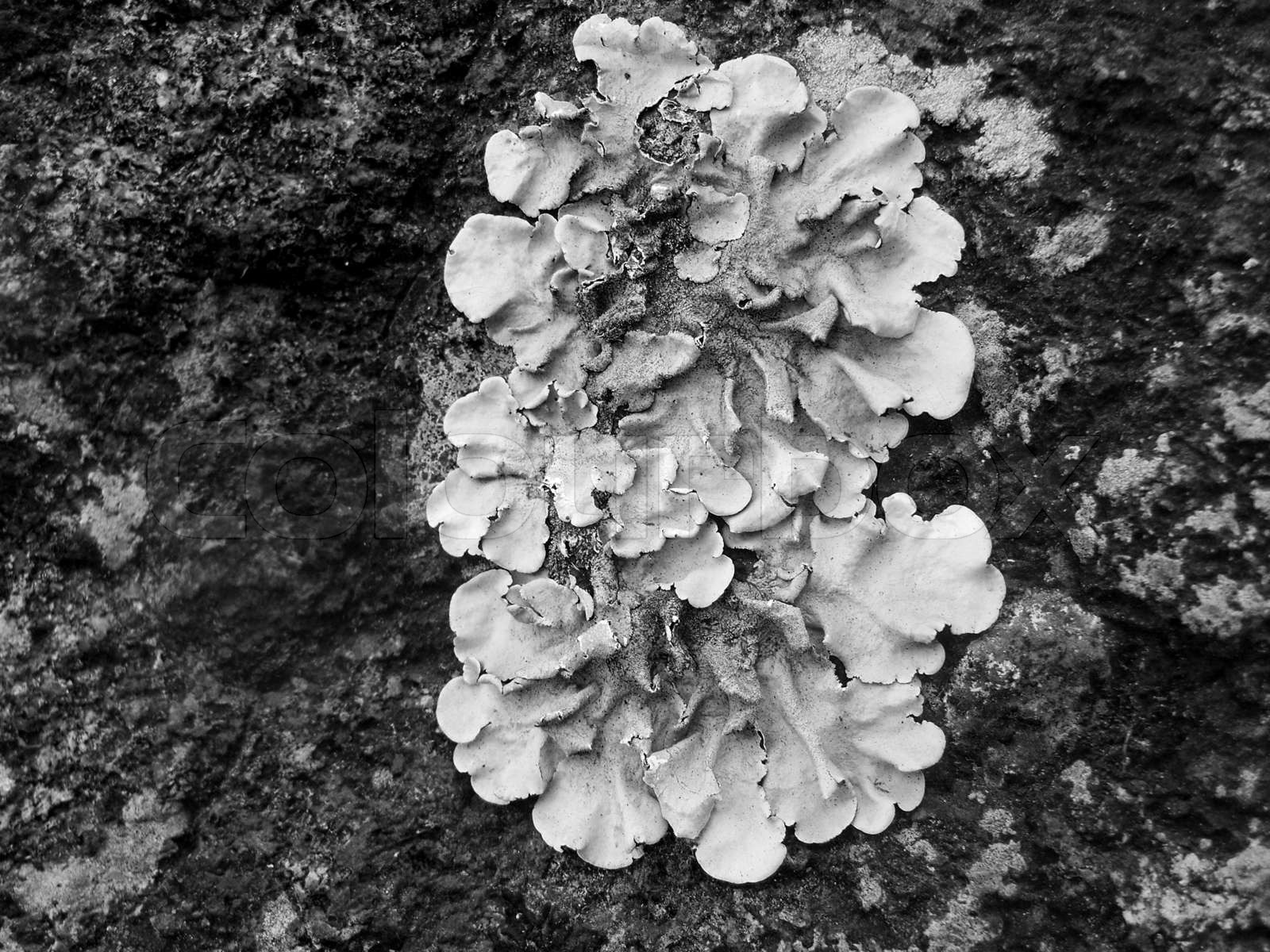 Hammered Shield Lichen or Waxpaper lichen on rock in black & white ...