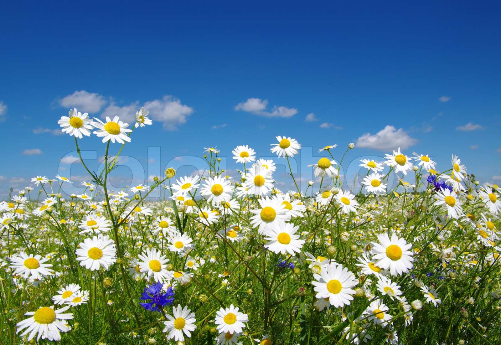 Feld von Kamillen | Stock Bild | Colourbox