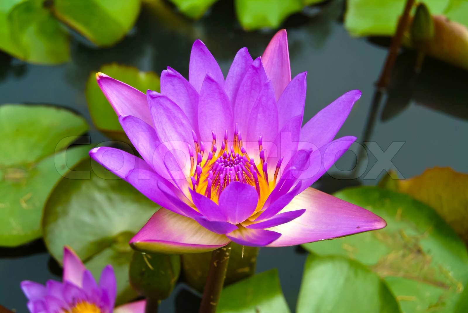 Violet lotus flowers | Stock image | Colourbox