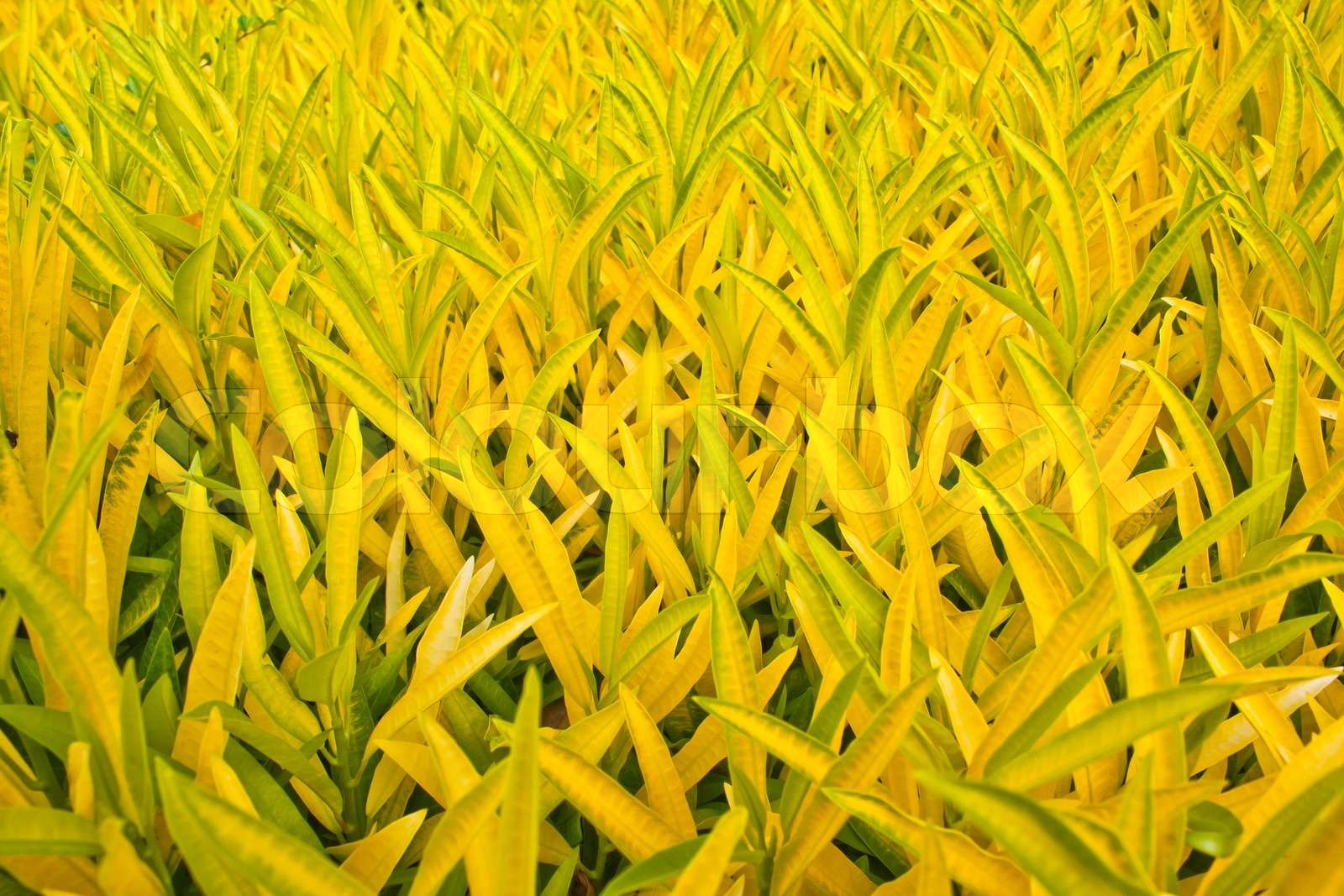 Grüne Blätter Hintergrund | Stock Bild | Colourbox