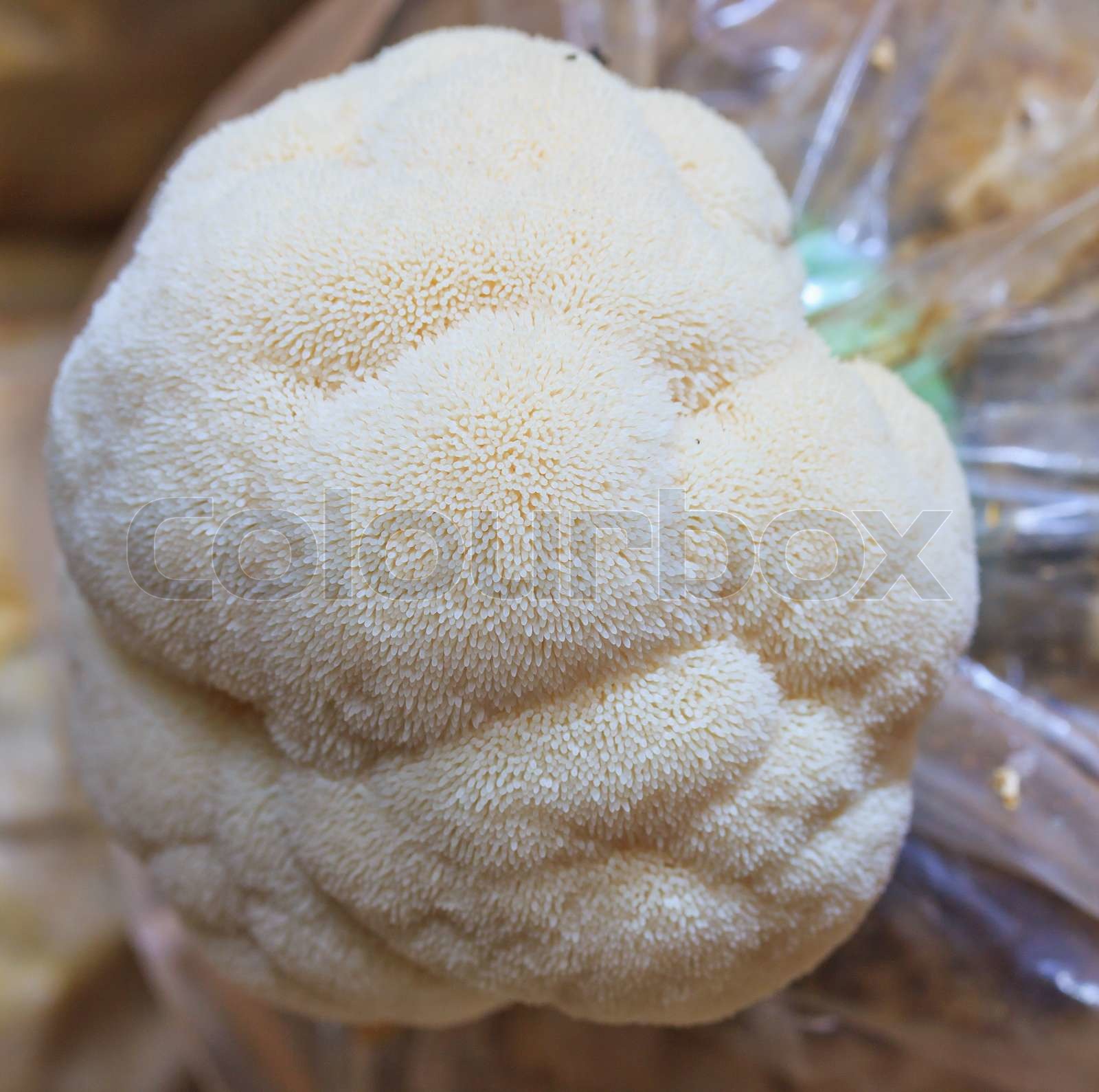 Monkey head mushroom in a wooden bowl White | Stock image | Colourbox
