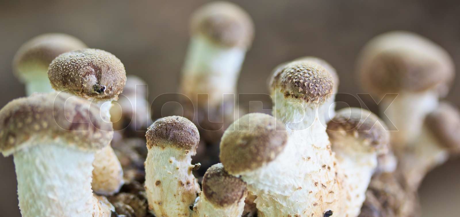 Shiitake svampe i svampe farm | Stock foto | Colourbox
