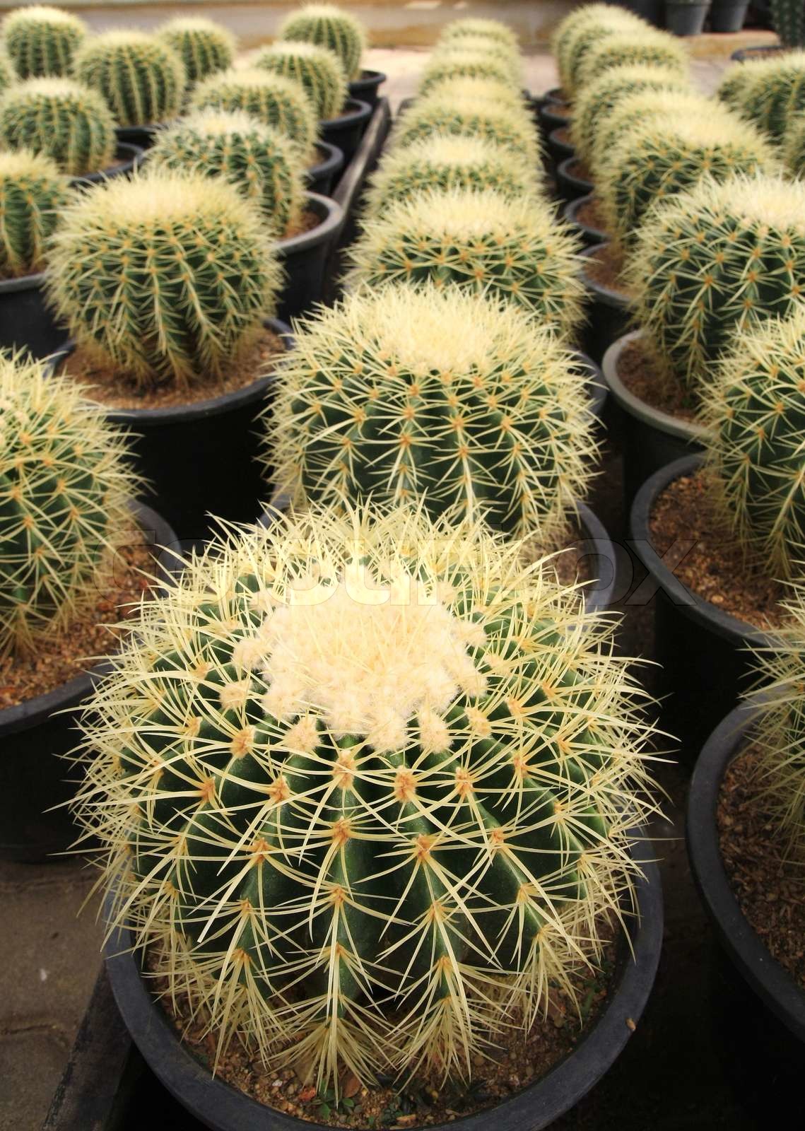Round cactus | Stock image | Colourbox