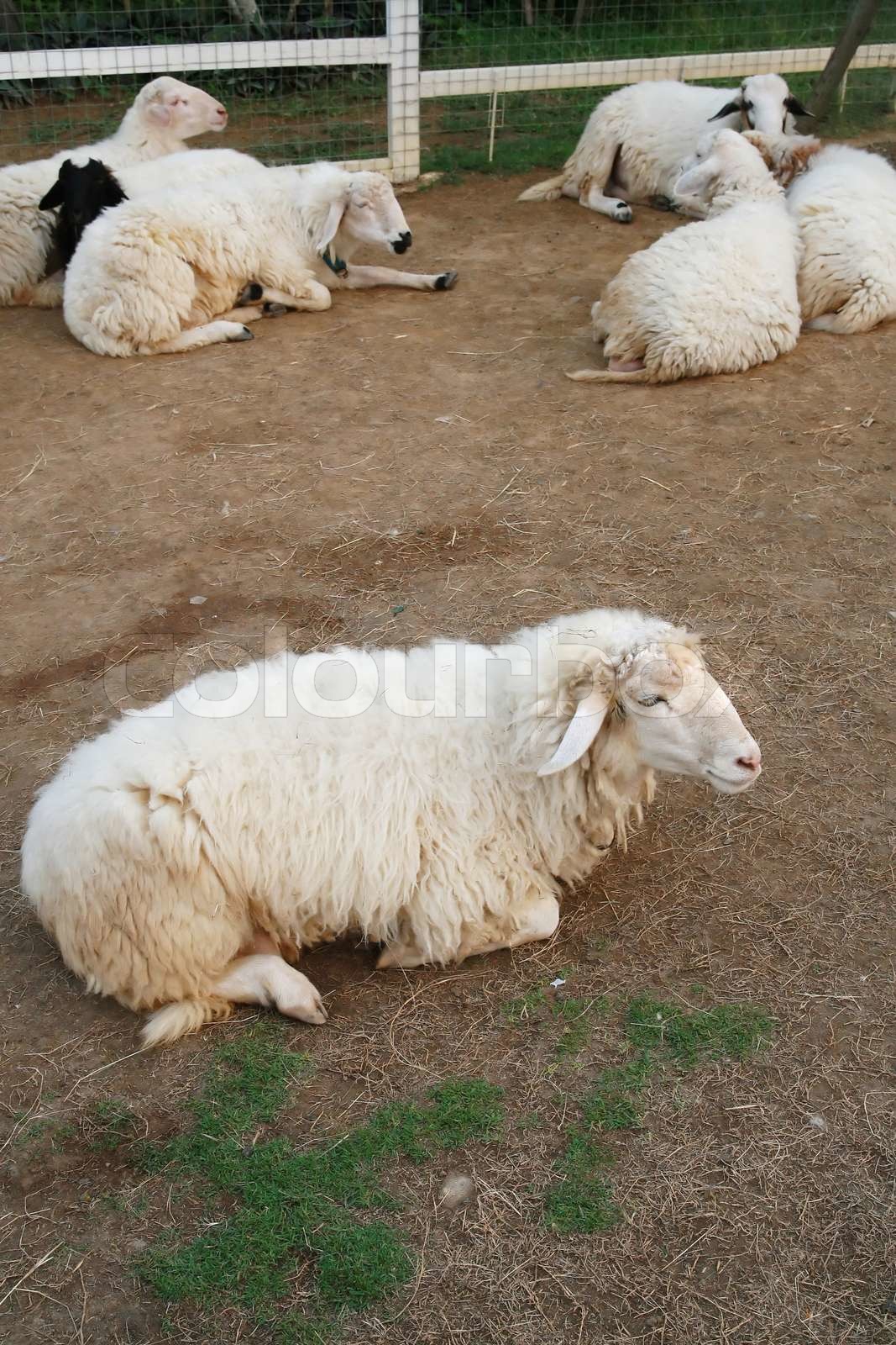 sheep sit in farm | Stock image | Colourbox