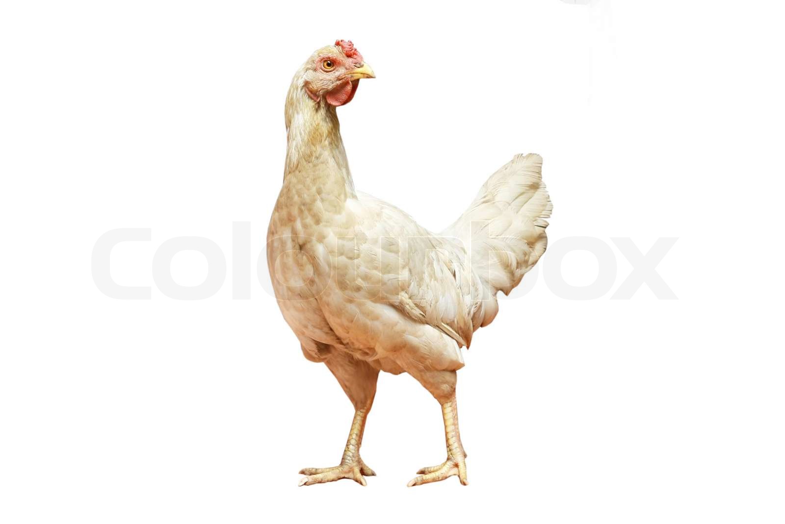 Huhn | Stock Bild | Colourbox
