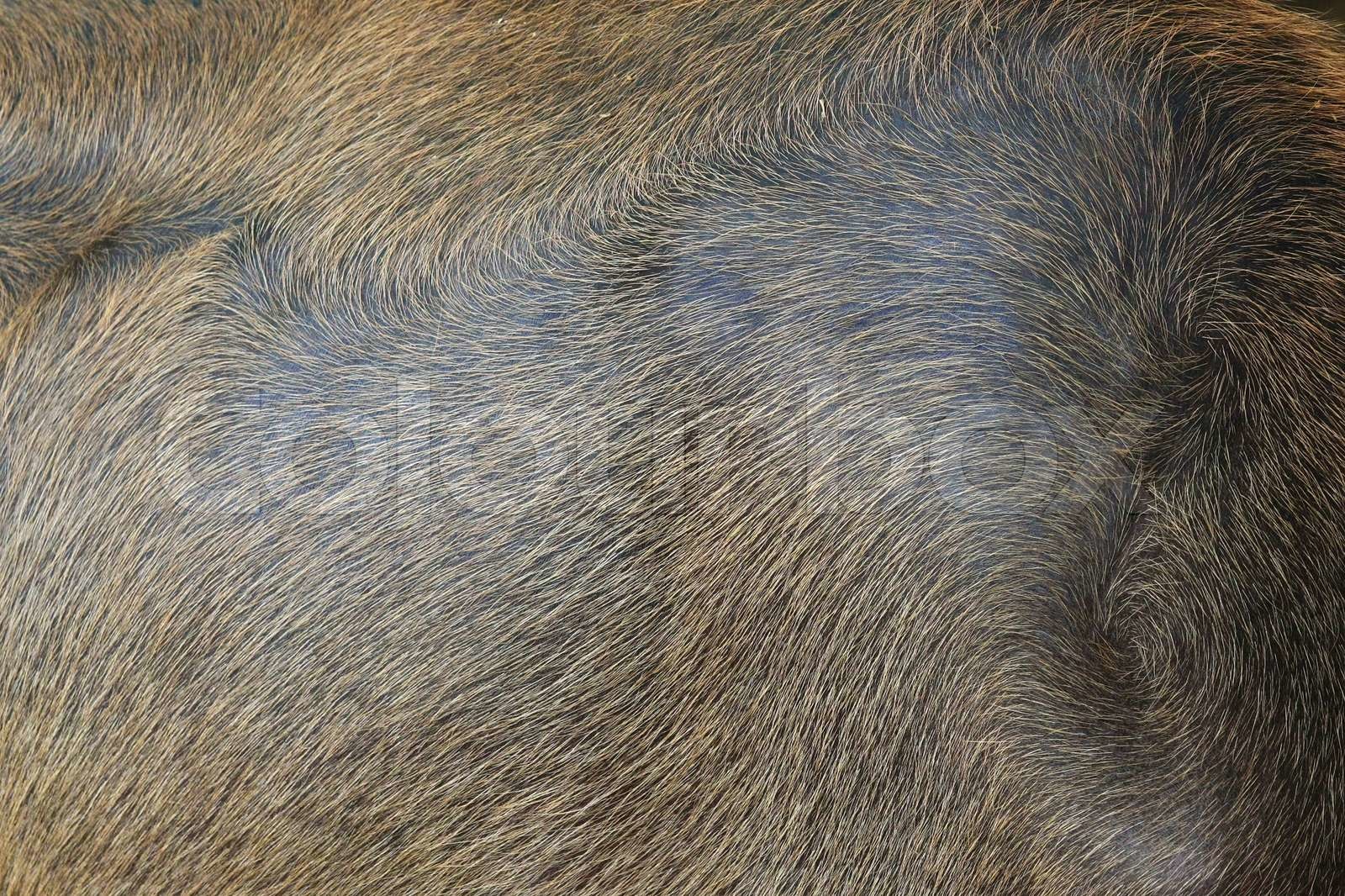 water buffalo skin texture, | Stock image | Colourbox