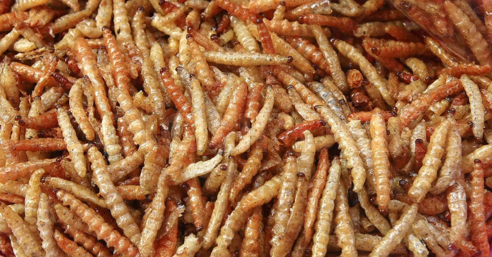 Fried bamboo larvae ,snack in Thailand | Stock image | Colourbox