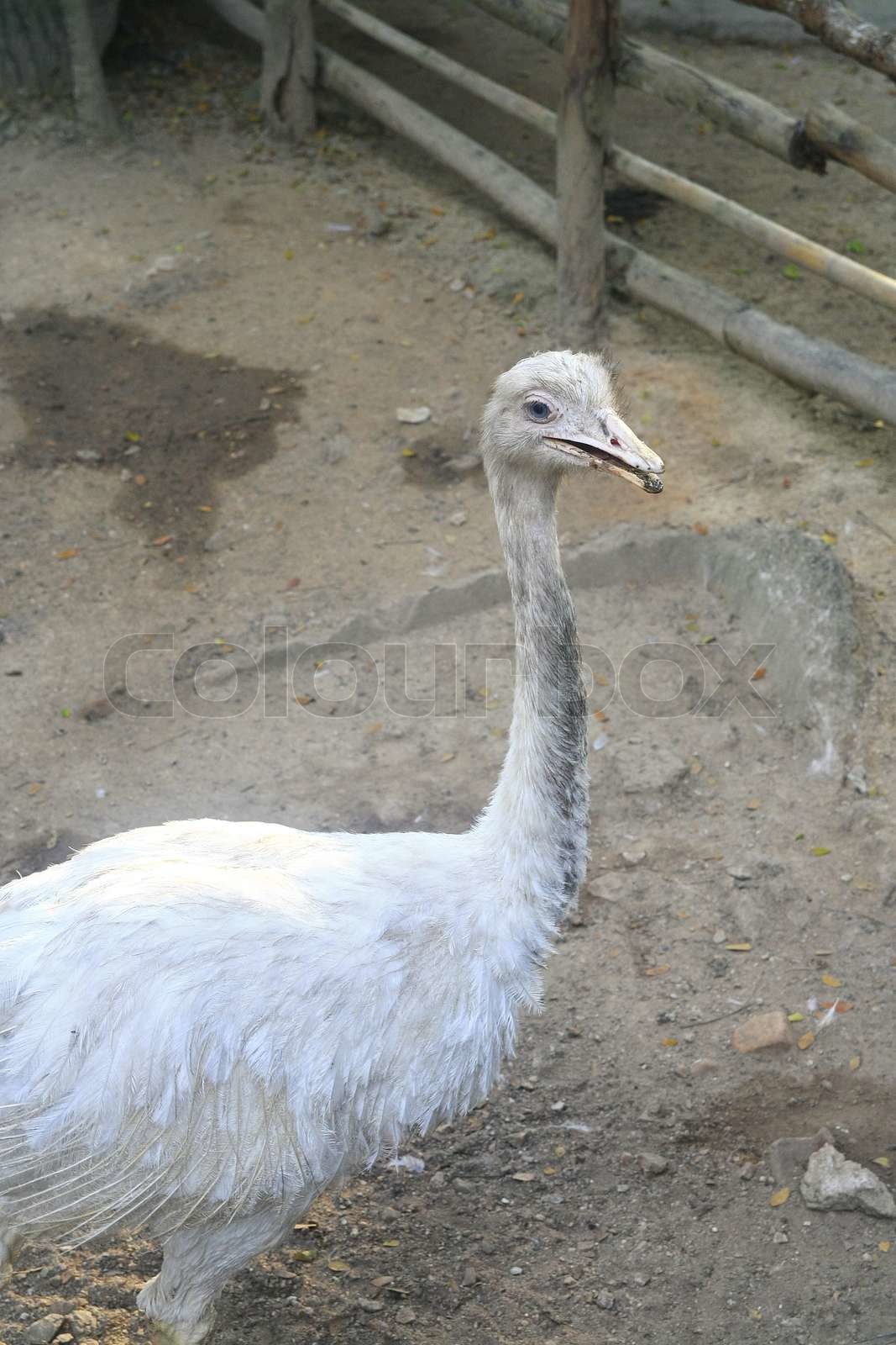 White emu | Stock image | Colourbox