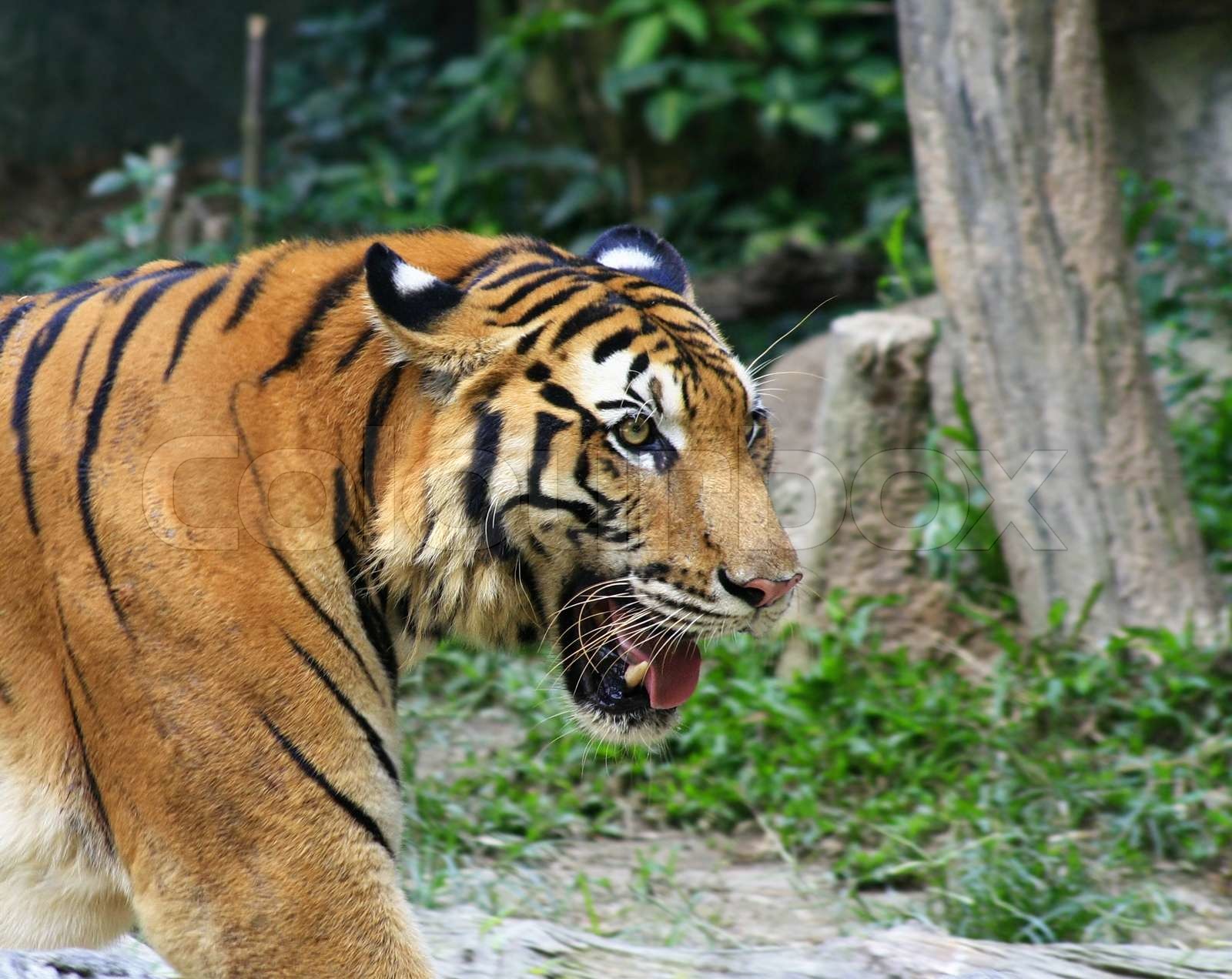 Asia tiger | Stock image | Colourbox