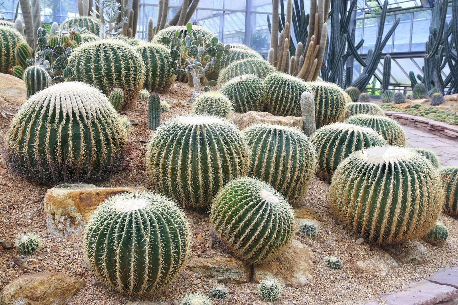 Big round cactus field | Stock image | Colourbox