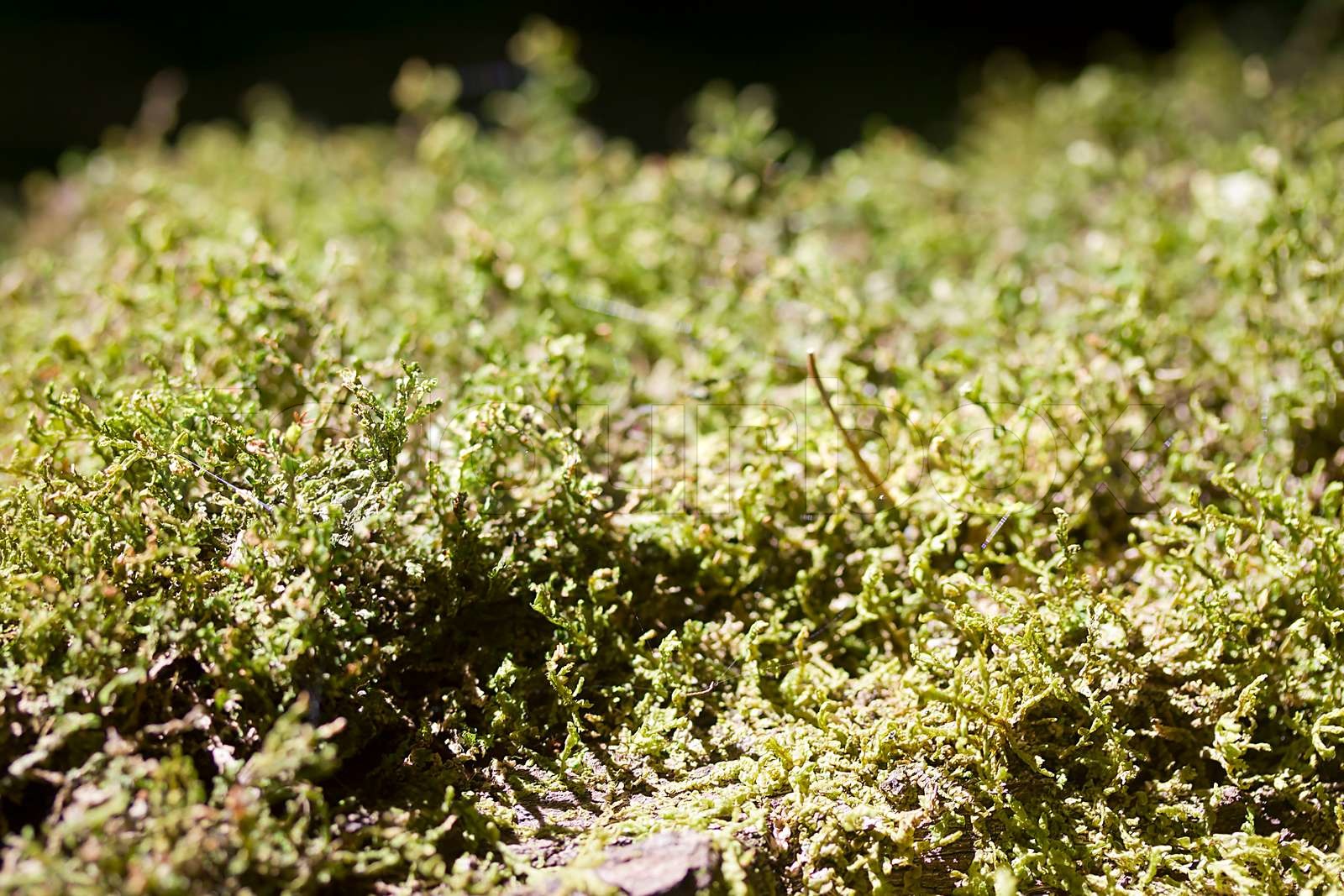 Moss | Stock Bild | Colourbox