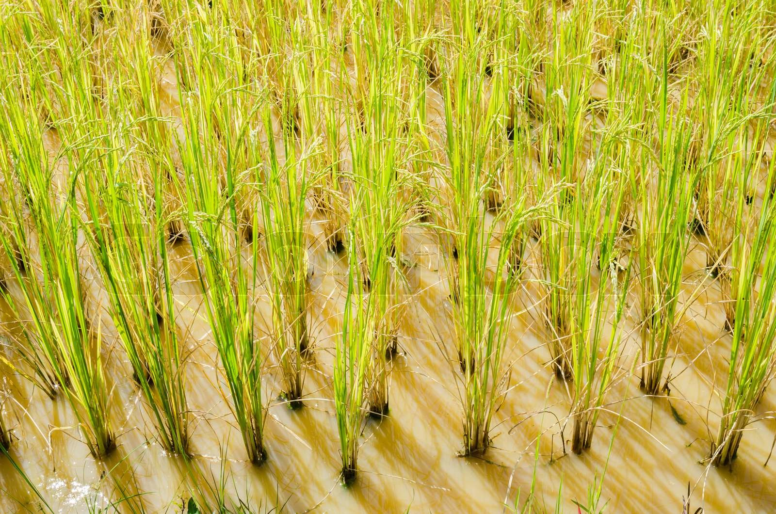 Reisfeld | Stock Bild | Colourbox