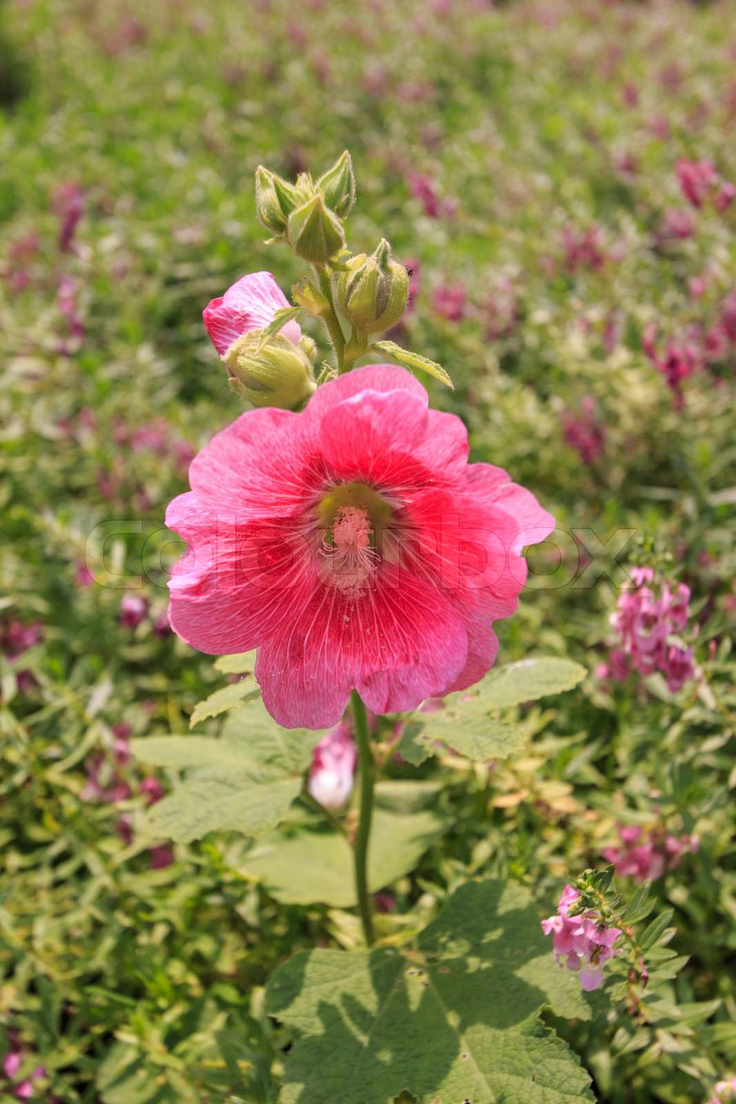 Beautiful pink hollyhock or mallow flower field | Stock image | Colourbox
