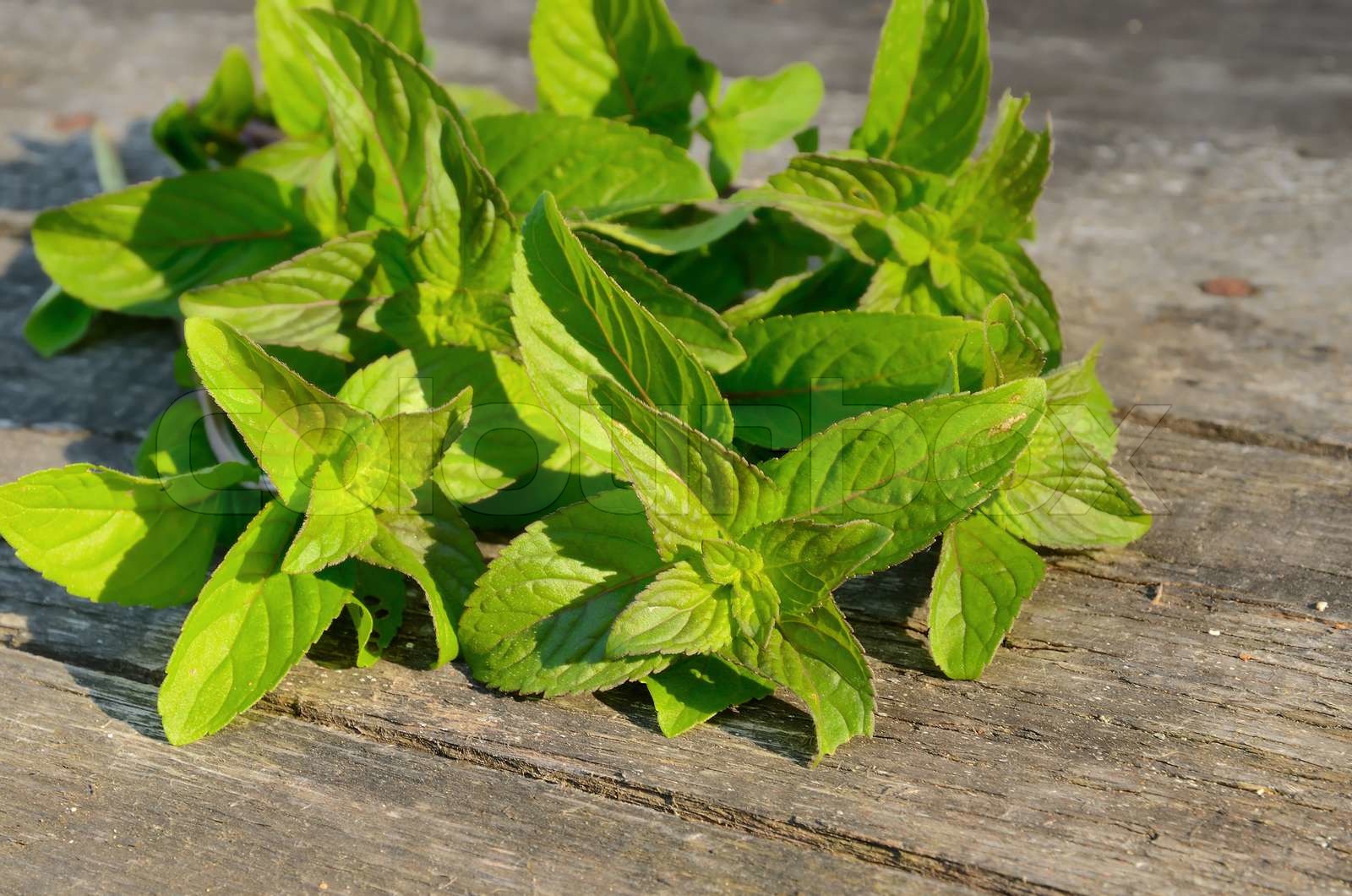 Green peppermint | Stock image | Colourbox