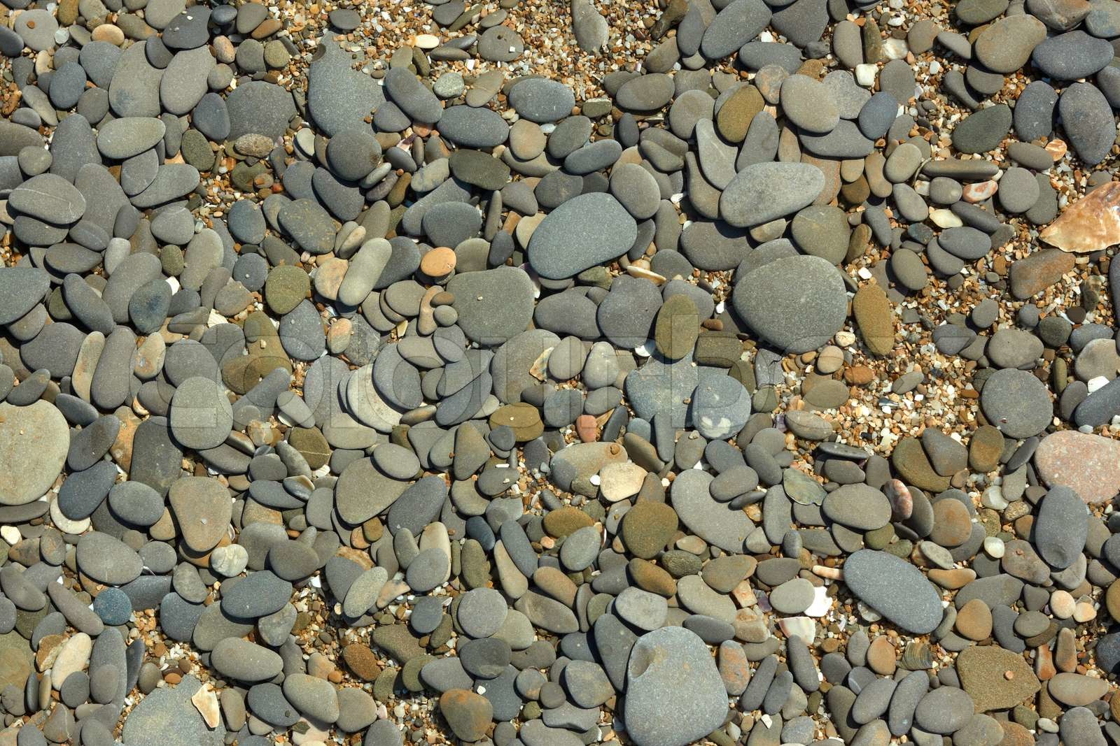 Fragment af stenstrand med flade farvede småsten , små sten og skaller ...