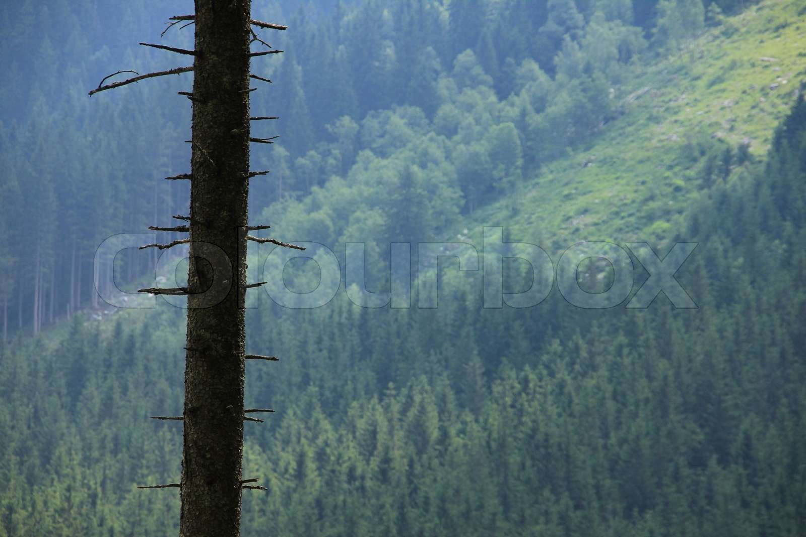 Forest and bold tree. | Stock image | Colourbox