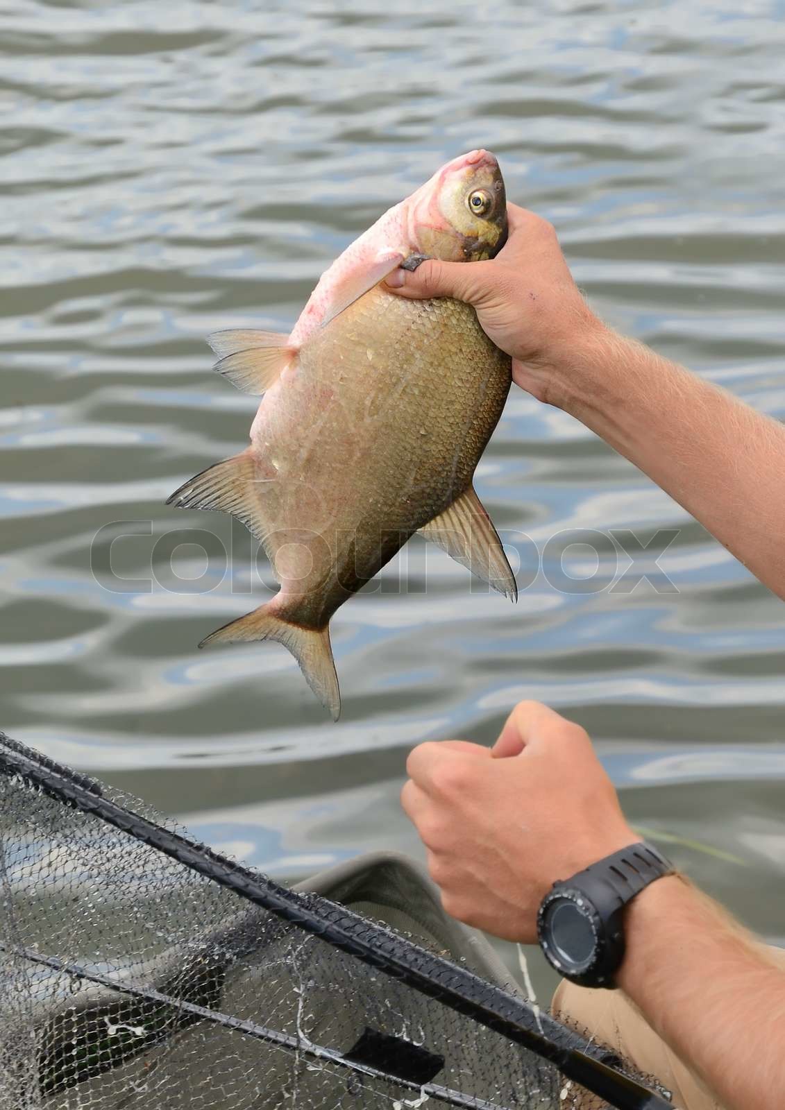 Tæt op af en stor fisk | Stock foto | Colourbox