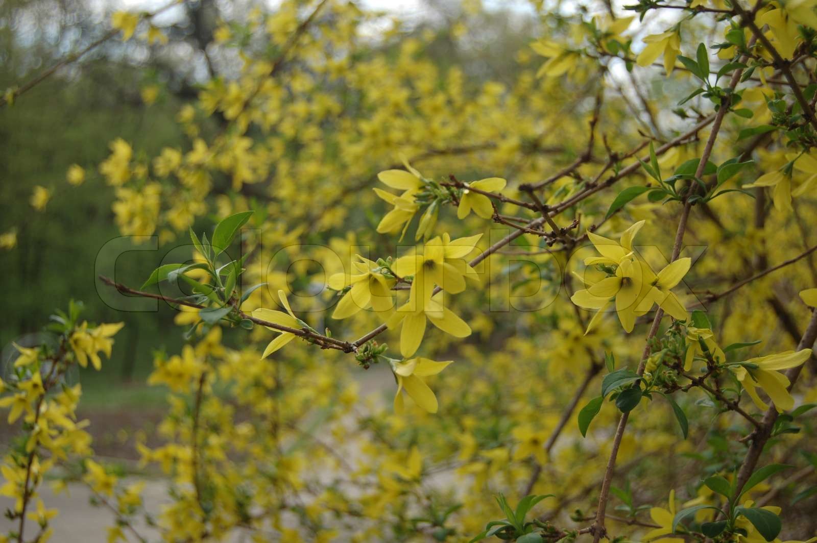 bush of yellow herb | Stock image | Colourbox