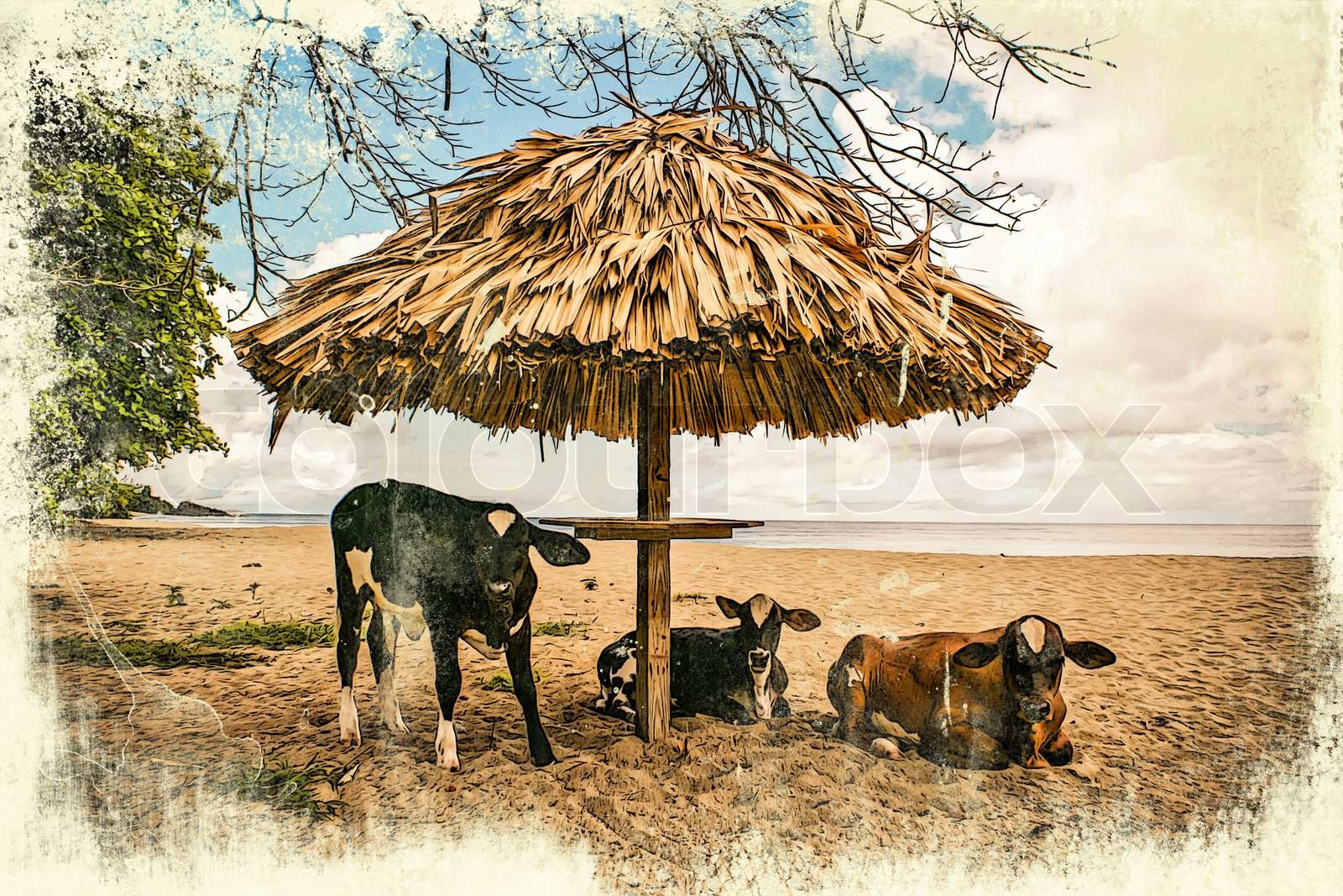 Cows on vacation at a beach | Stock image | Colourbox