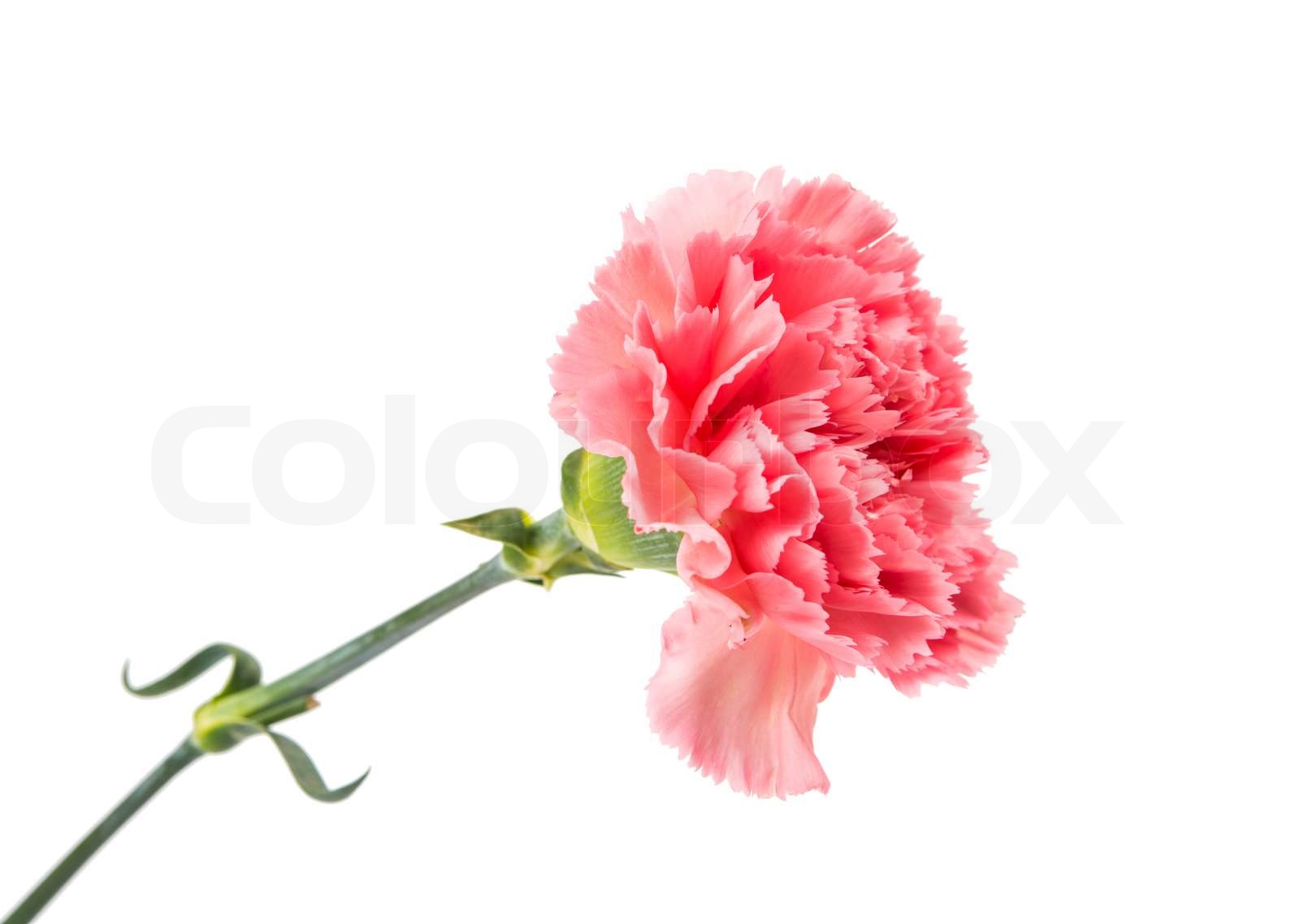 Nelke Blume isoliert | Stock Bild | Colourbox