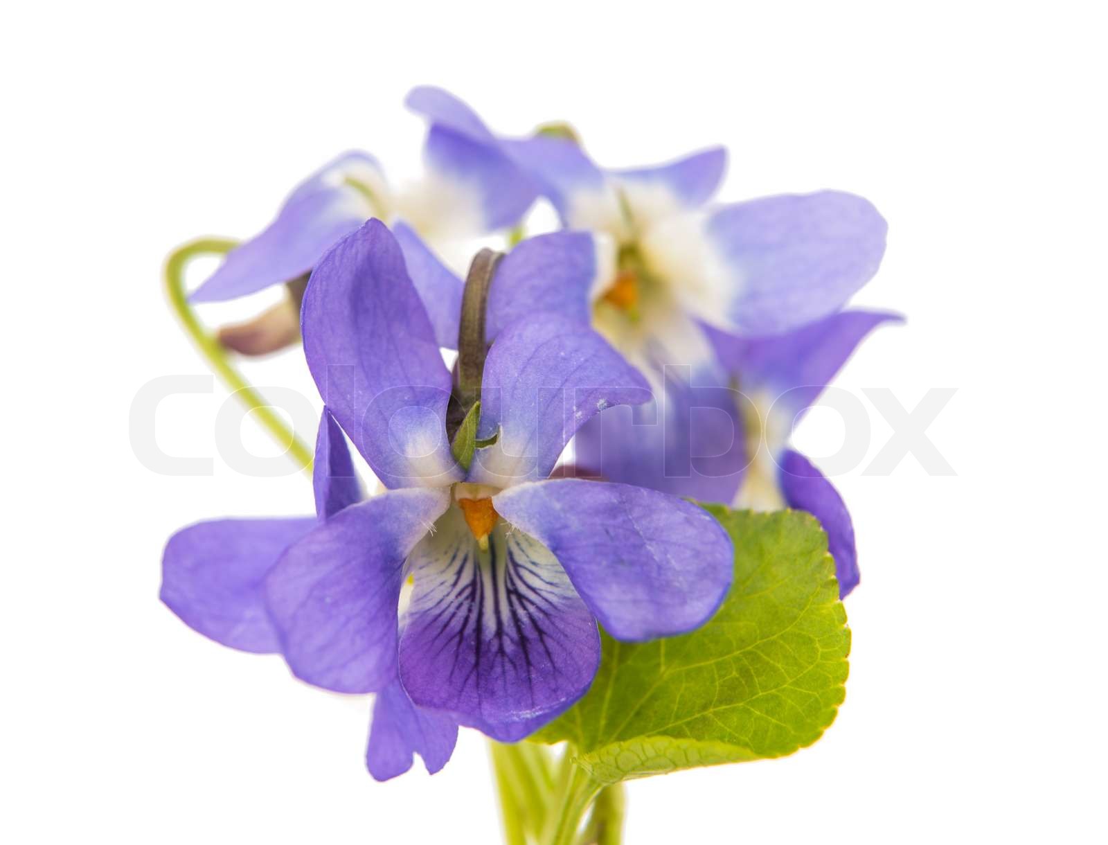Veilchen isoliert | Stock Bild | Colourbox
