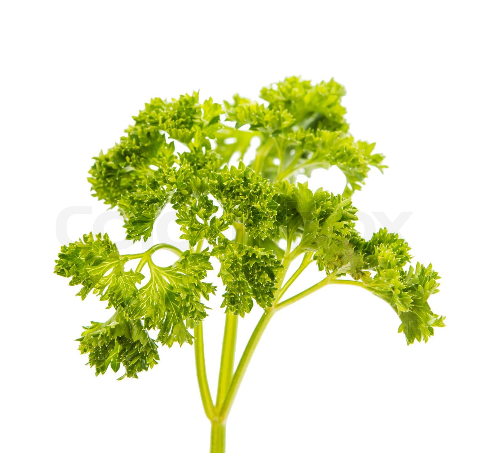Petersilie isoliert | Stock Bild | Colourbox