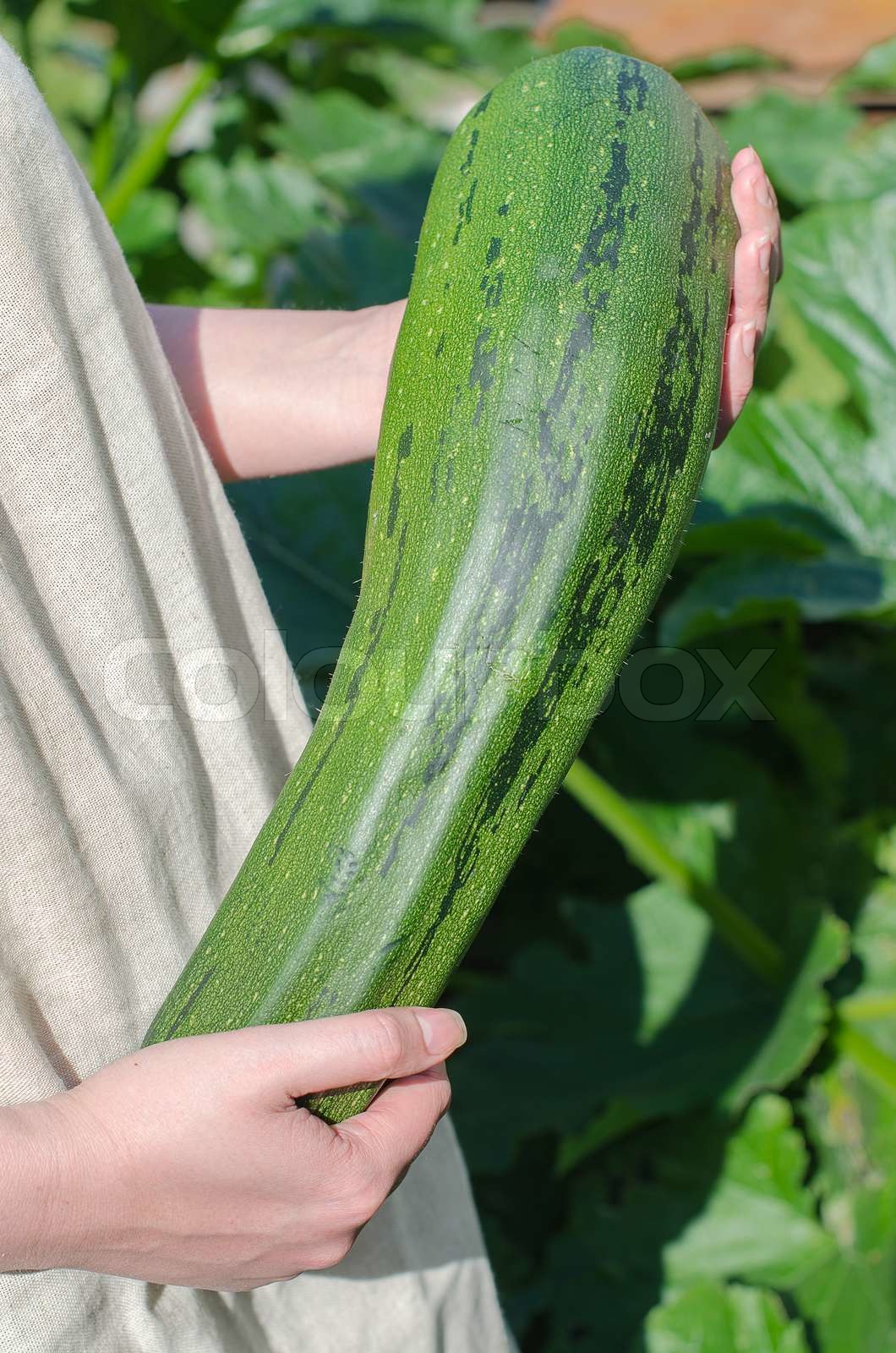 Female hands holding big marrow squash | Stock image | Colourbox