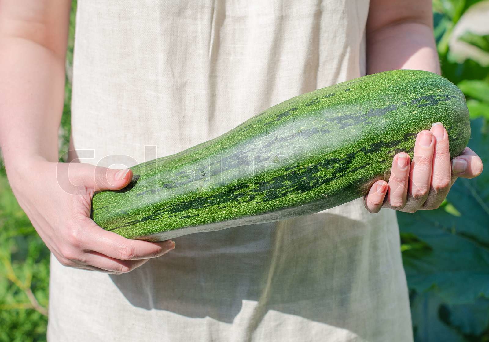 Female hands holding big marrow squash | Stock image | Colourbox