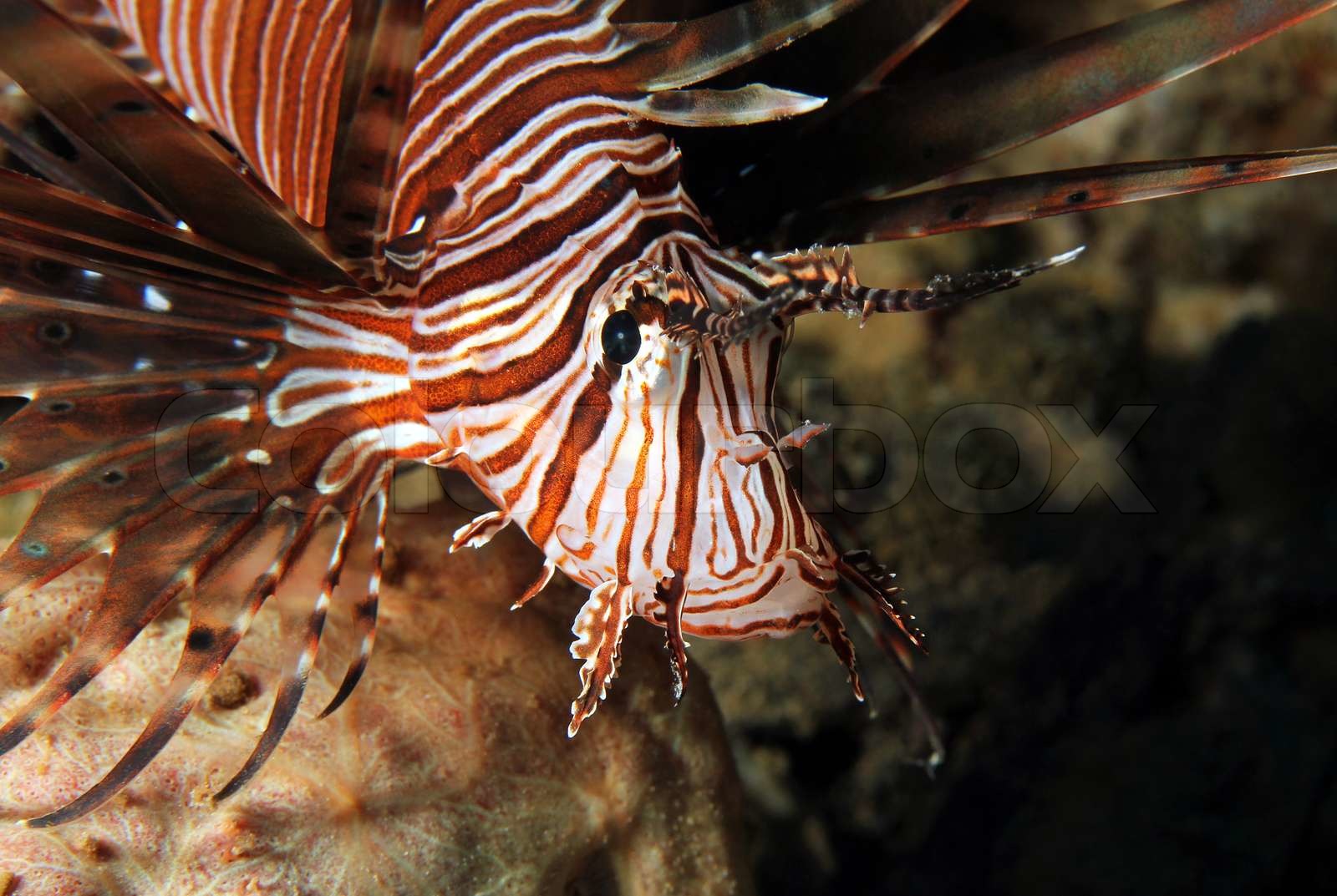 Common Lionfish | Stock image | Colourbox