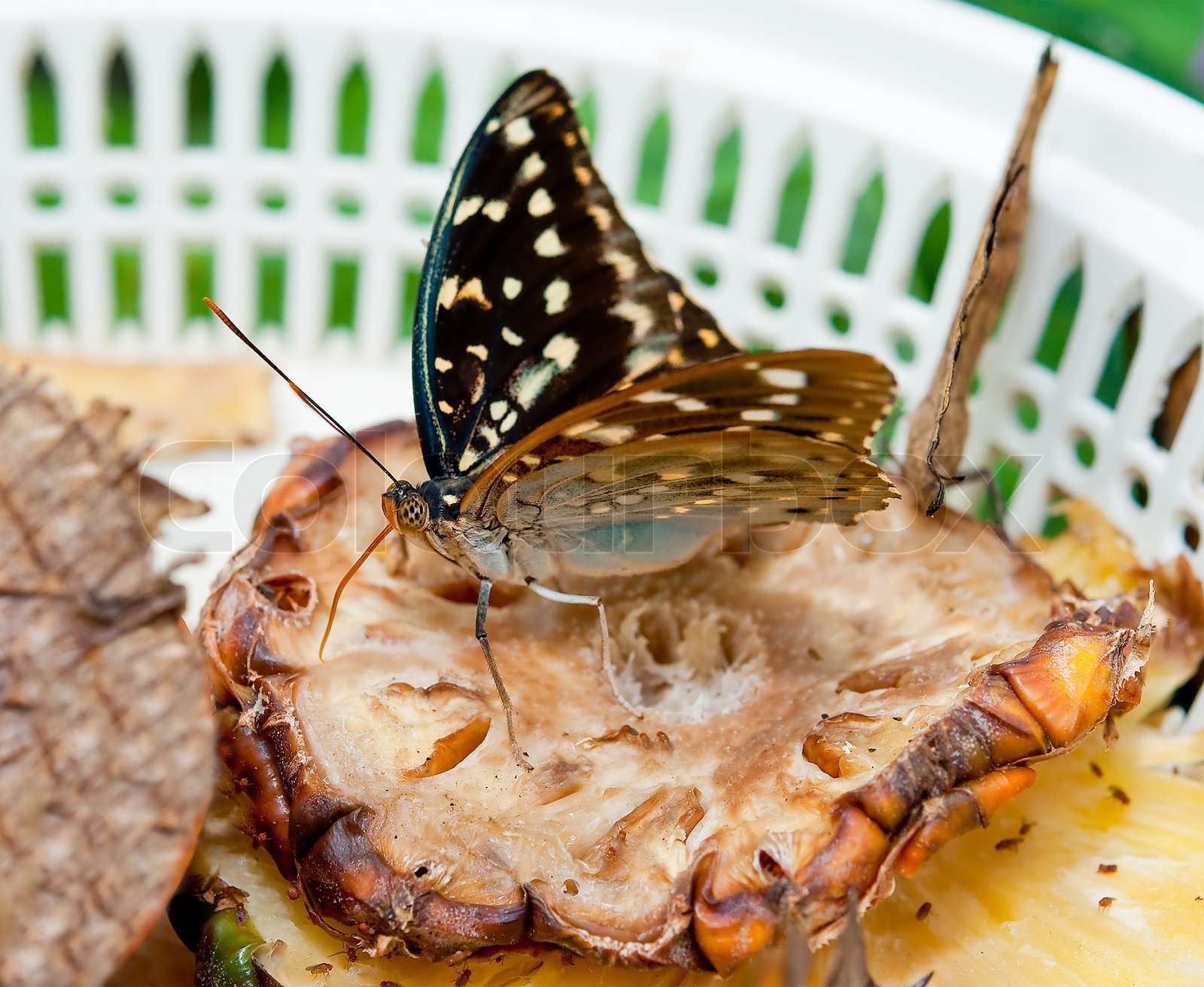 Butterfly eating pineapple | Stock image | Colourbox