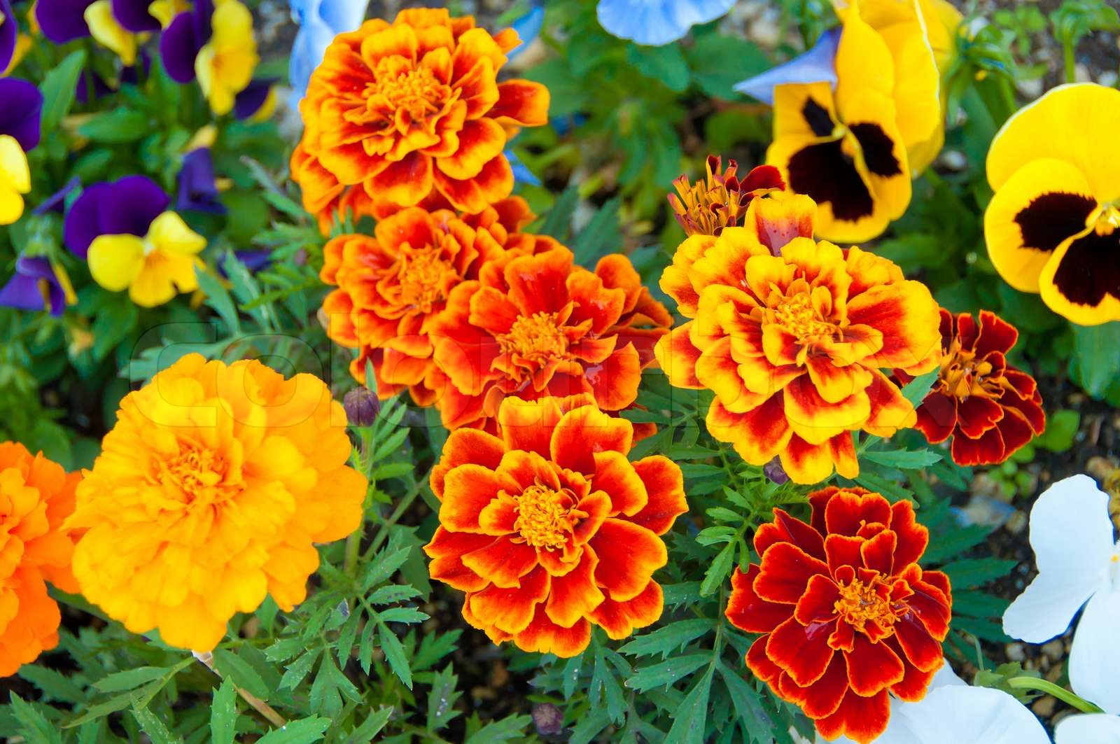 marigold flowers | Stock image | Colourbox